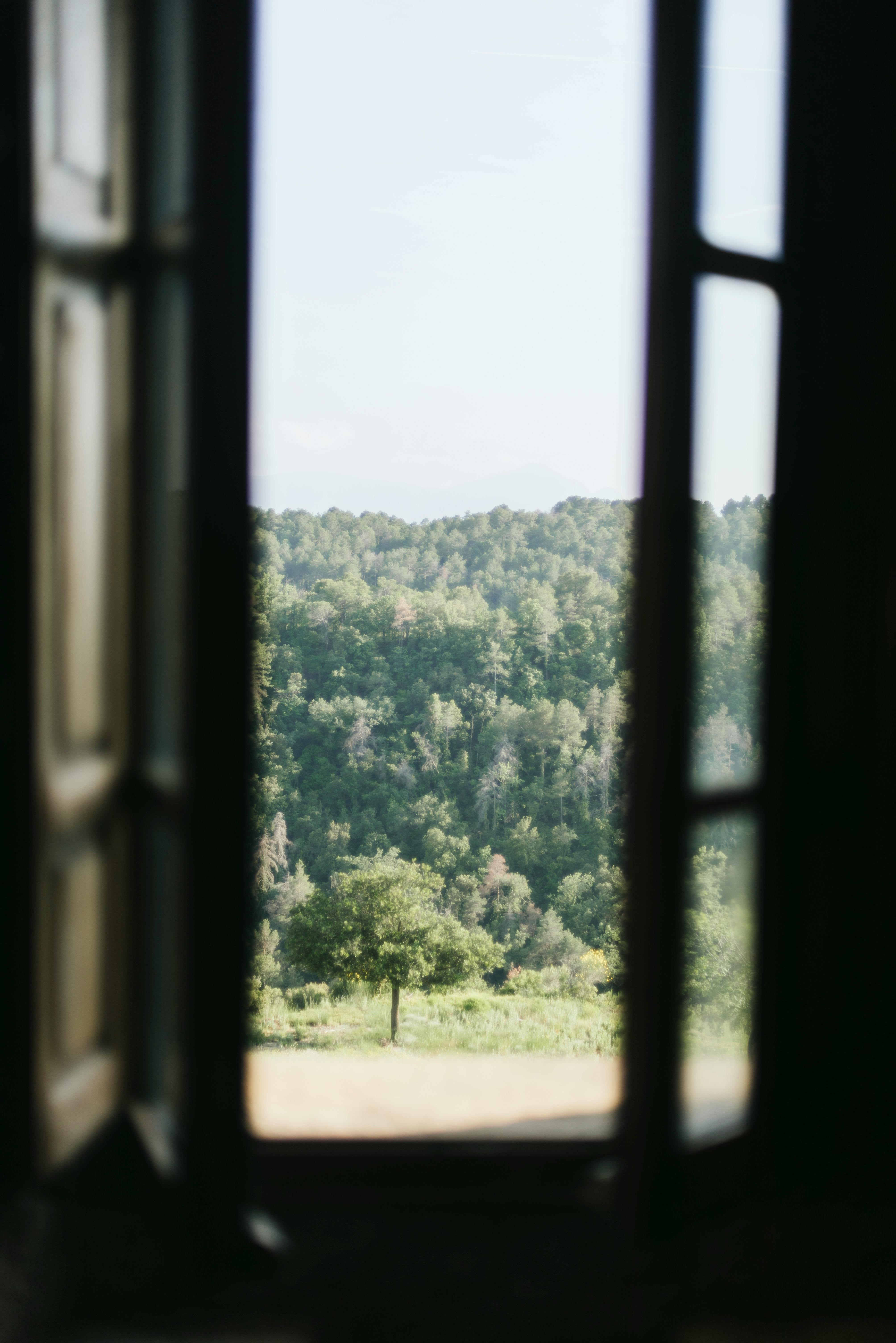 Scenic Forest View Through an Open Window · Free Stock Photo
