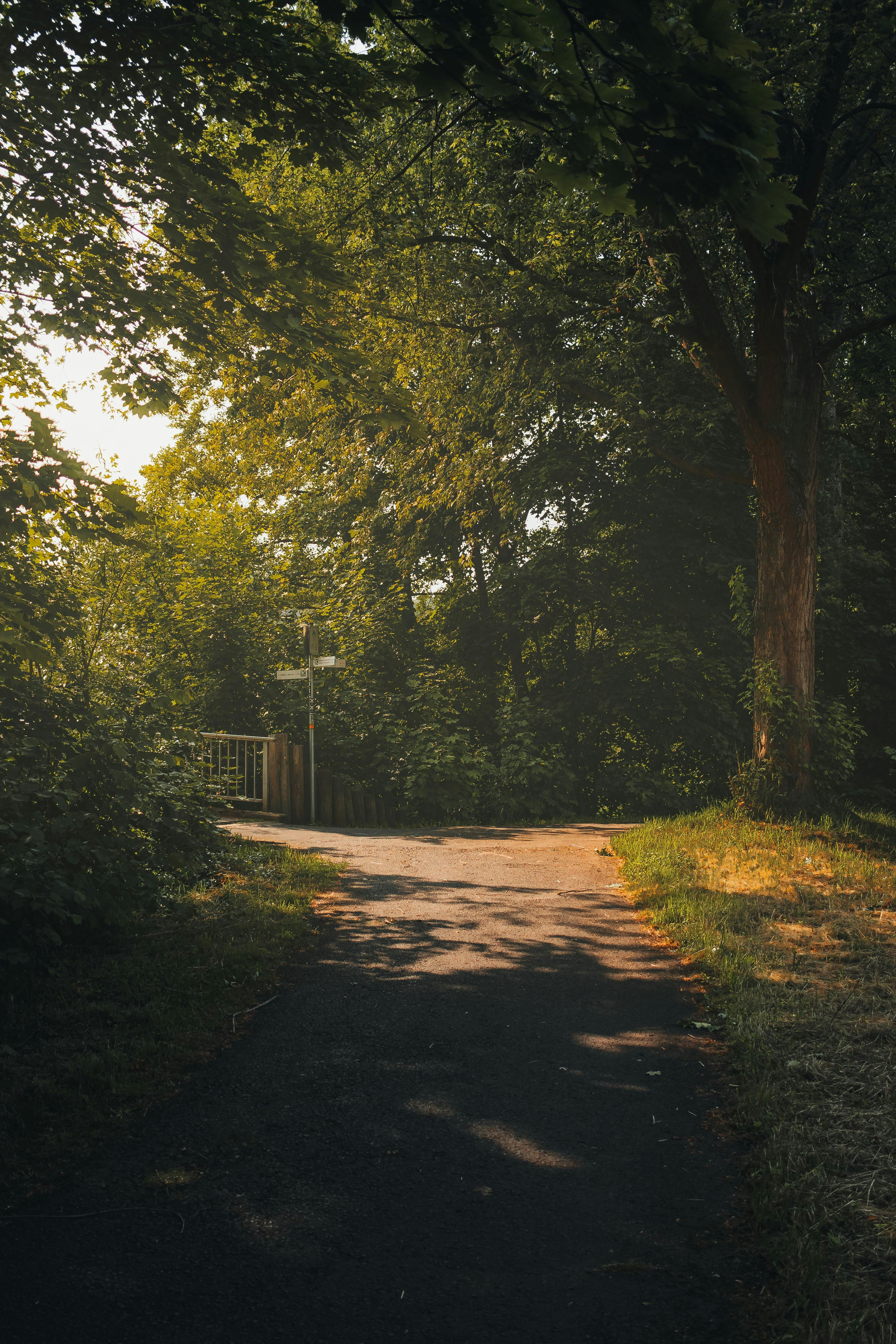Sentier Serein Dans La Réserve Forestière De Labis, En Malaisie · Photo ...