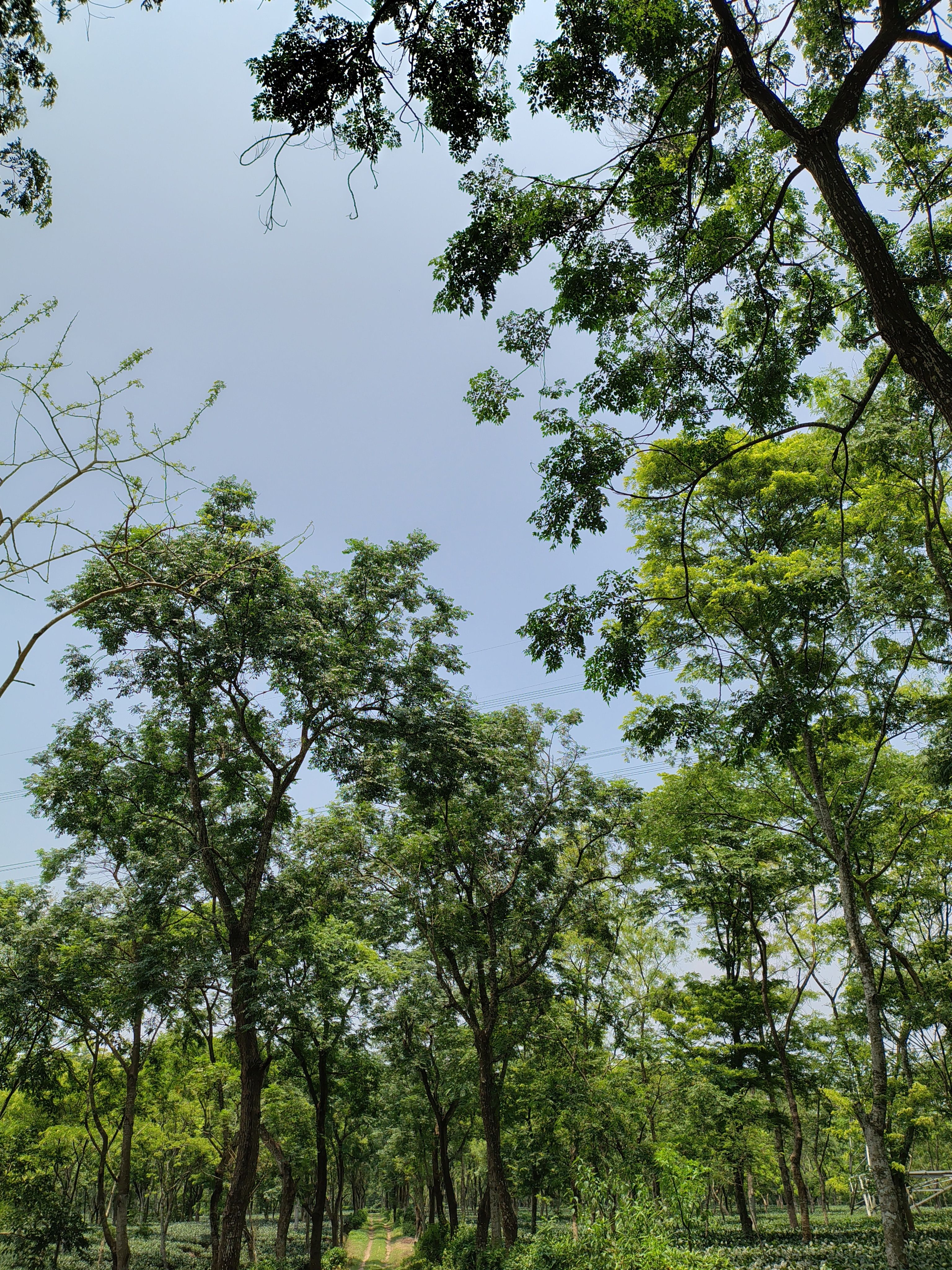 Acacia Trees in Tanzania · Free Stock Photo