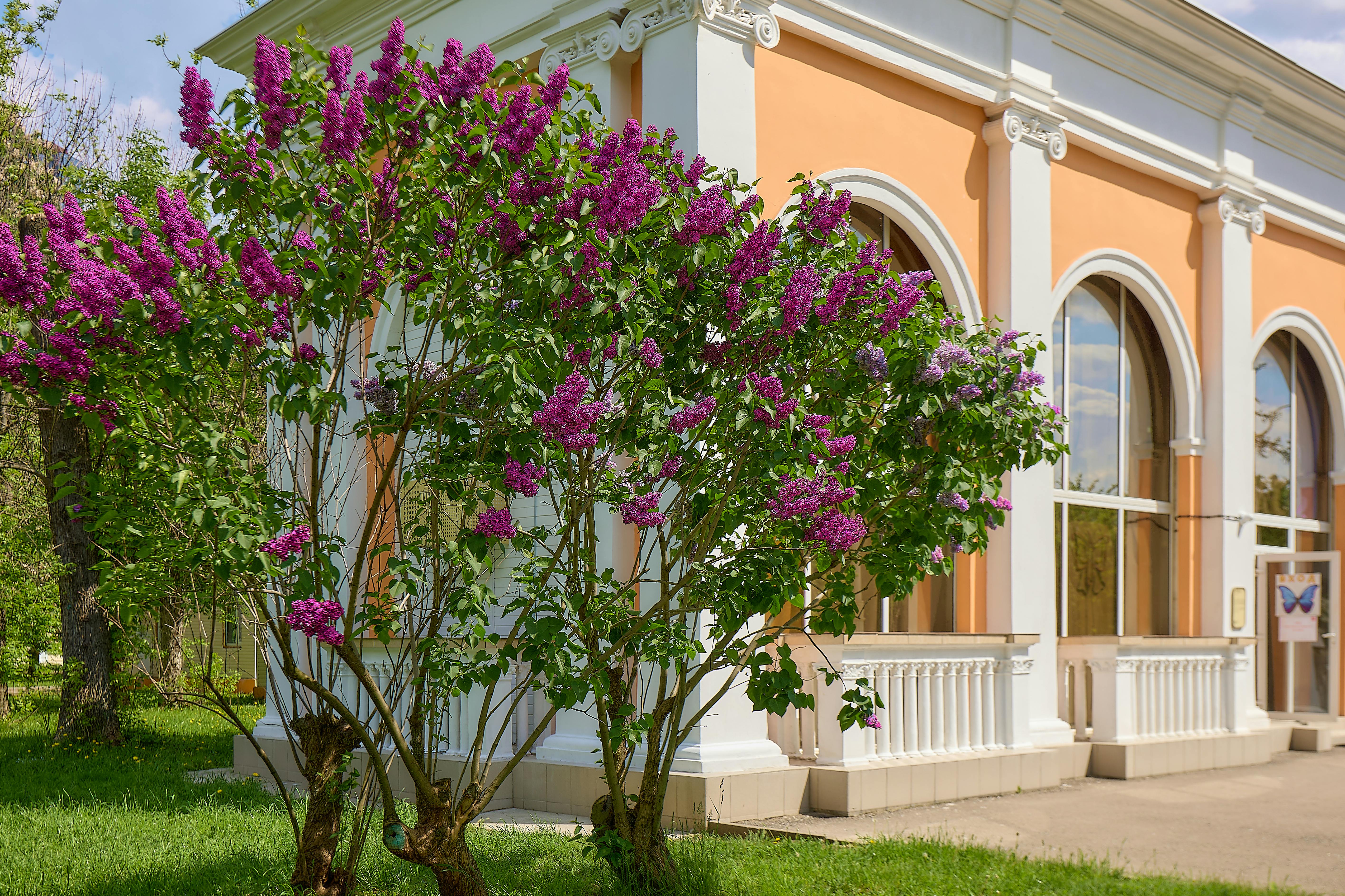 Lilac Bush Diseases Pictures: Symptoms & Prevention Tips