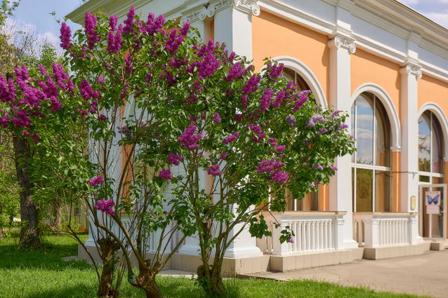Lilac bush in winter care and maintenance tips