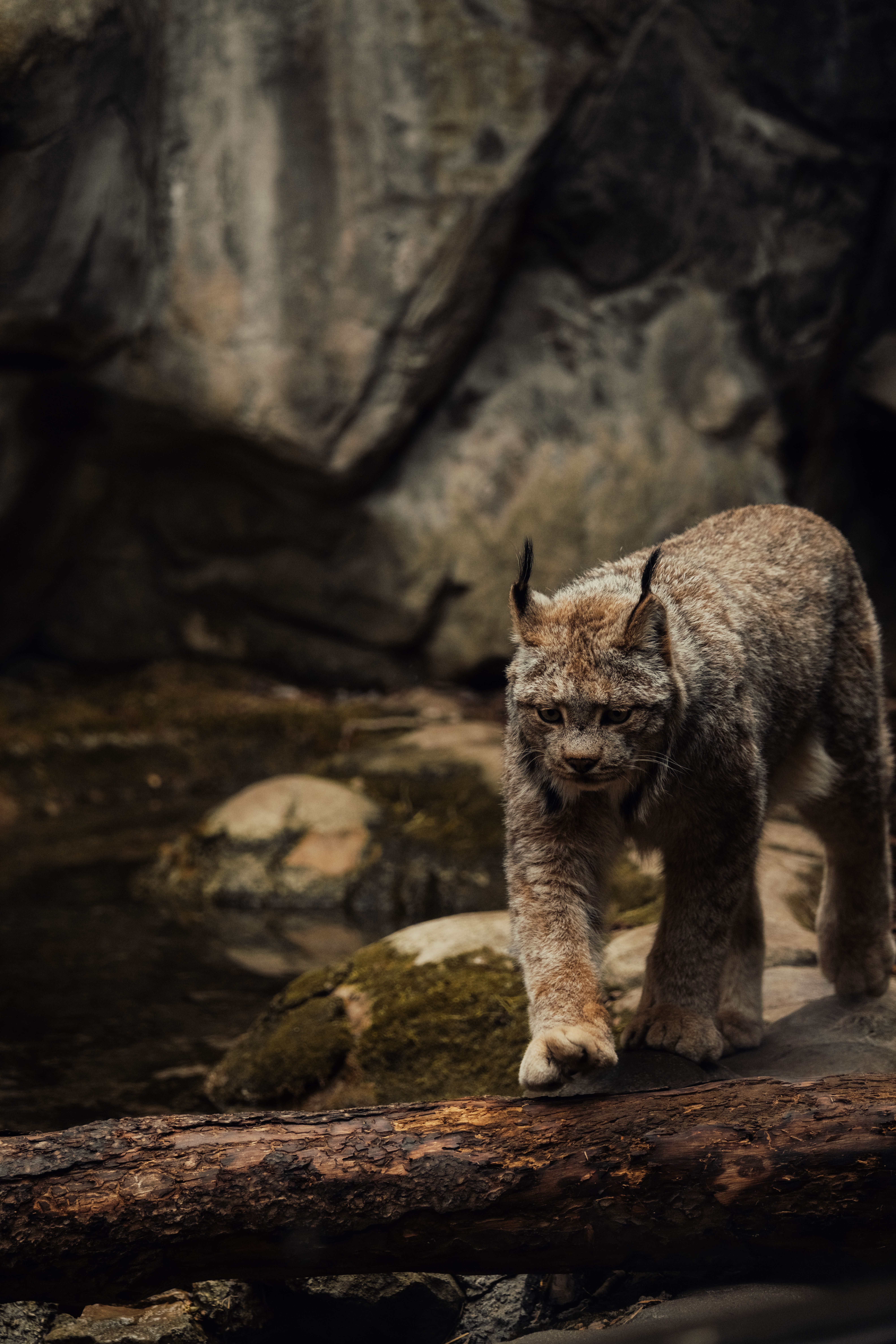 Hunting Wallpaper Photos, Download The BEST Free Hunting Wallpaper ...