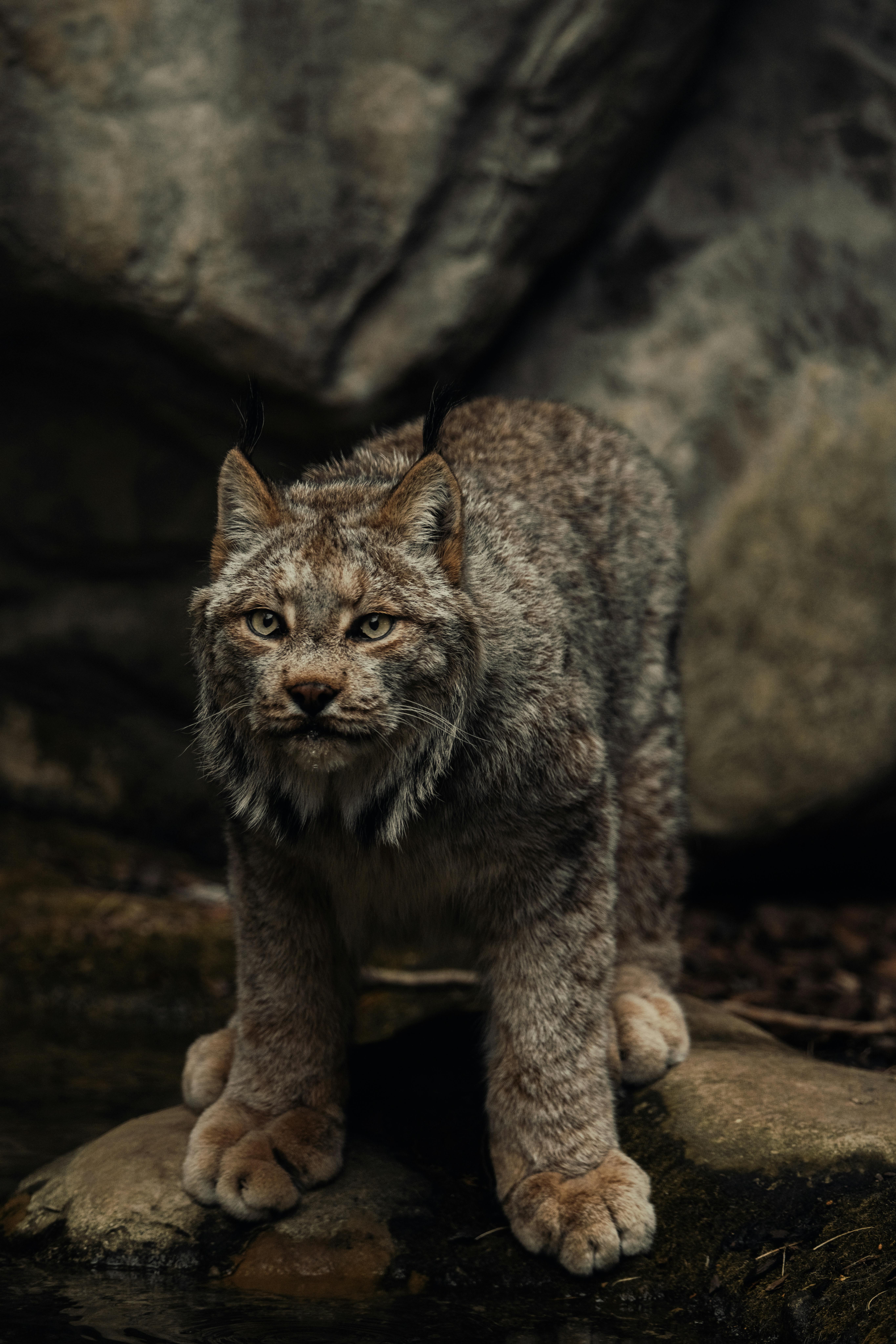 S1mple Signing Camera+Wallpaper Photos, Download The BEST Free S1mple ...