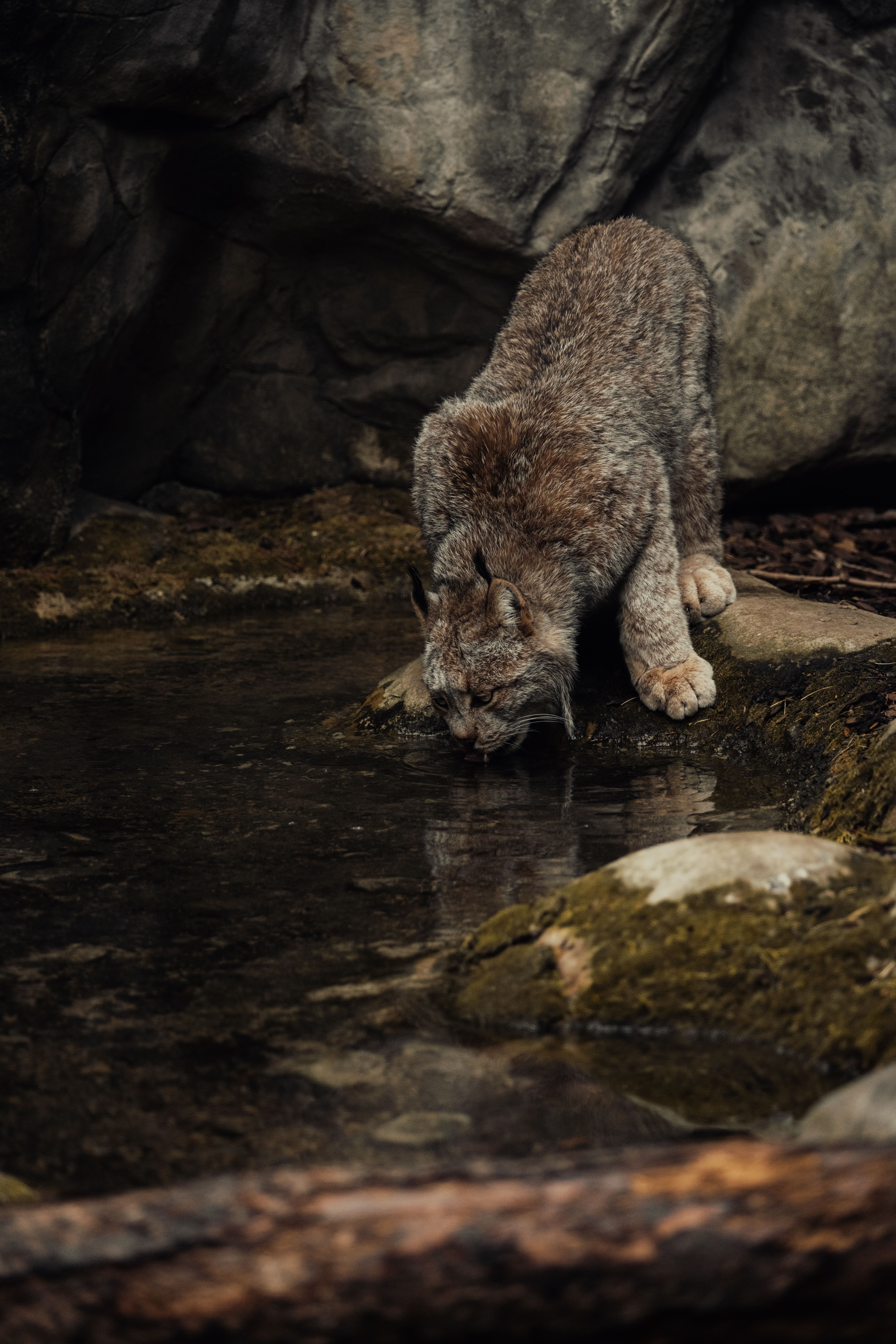 Cat Wallpaper 4k Desktop Photos, Download The BEST Free Cat Wallpaper ...