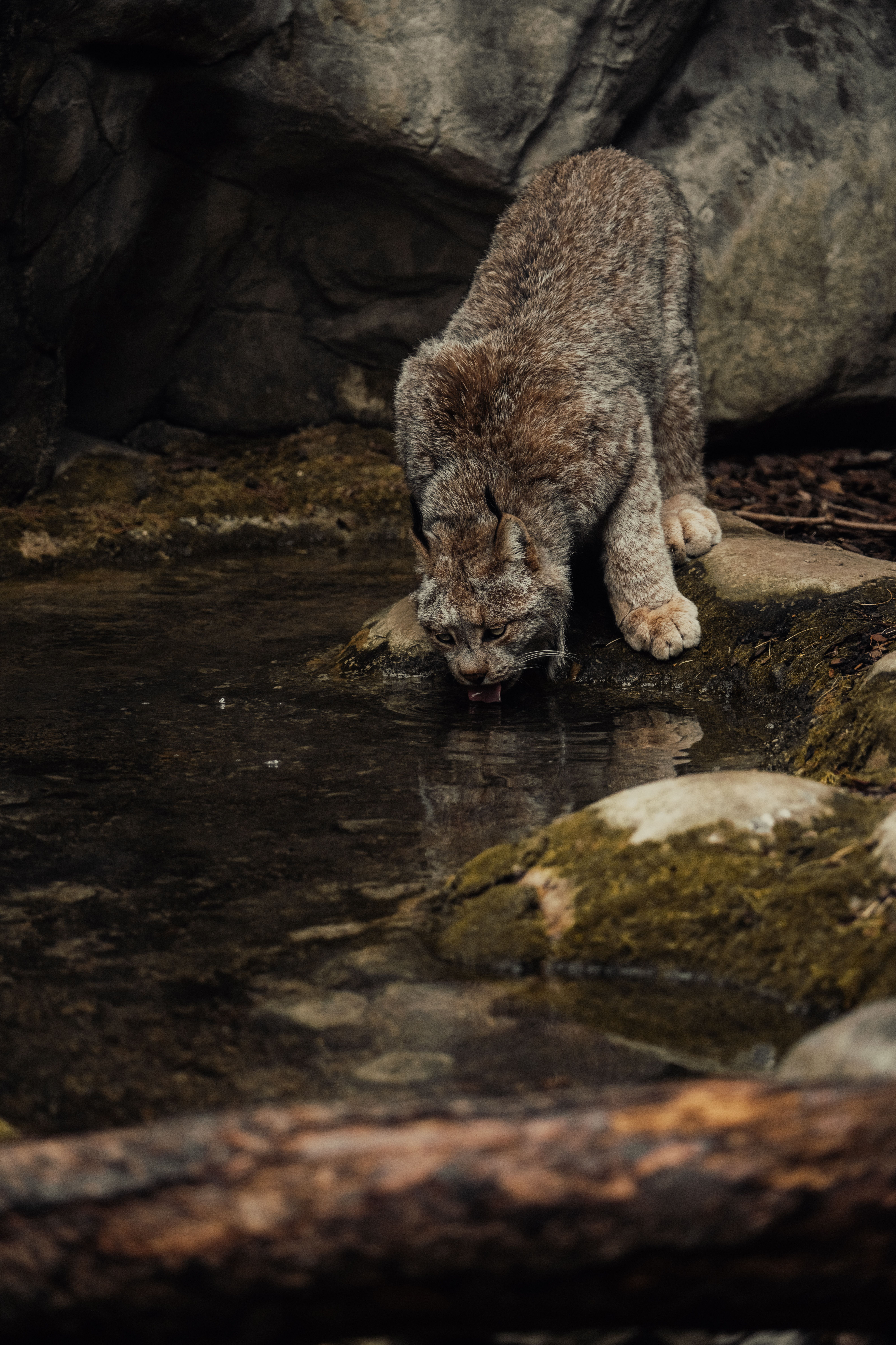Lynx Drinking Water at Rocky Stream · Free Stock Photo
