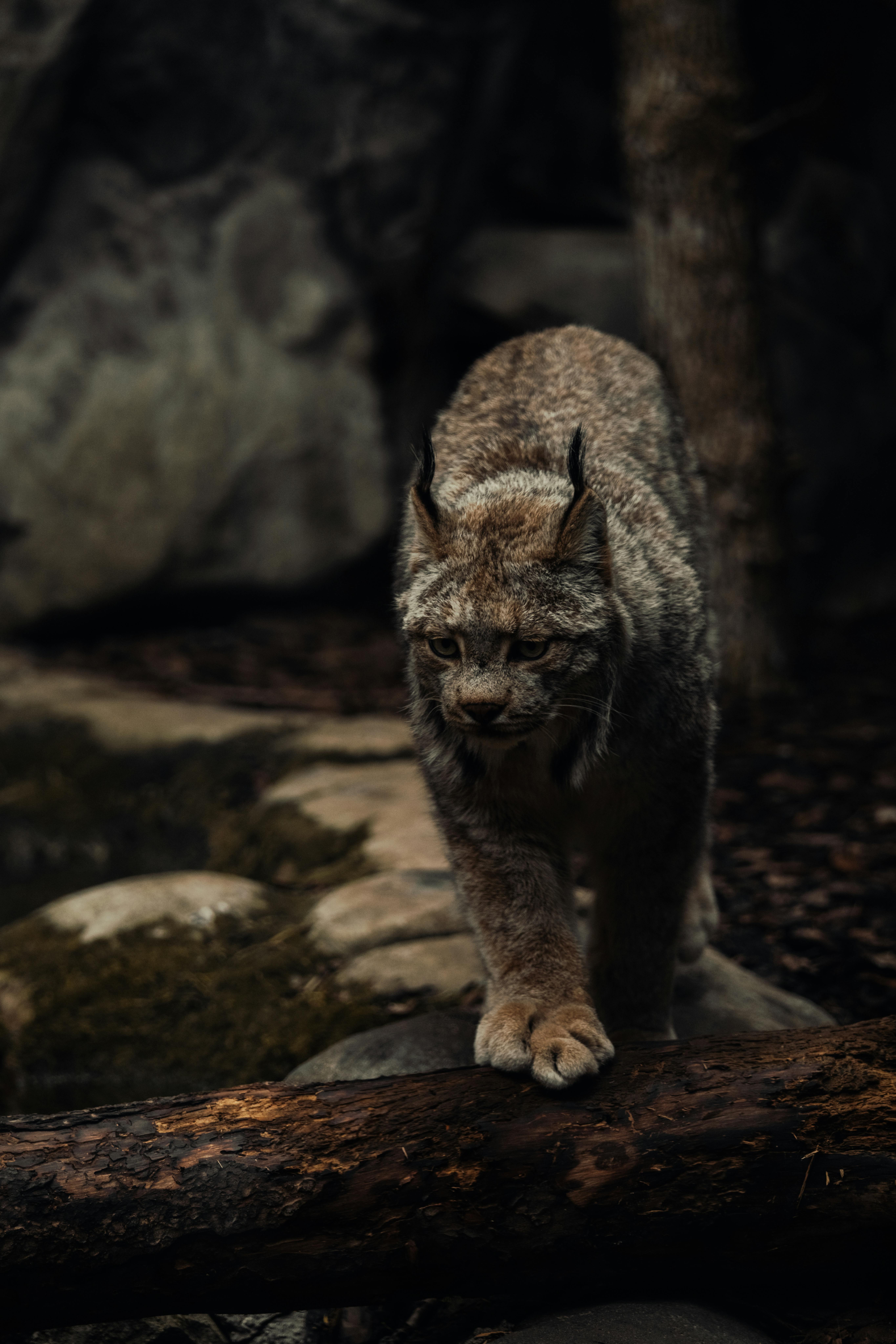 Girl+Big+Gyatt Photos, Download The BEST Free Girl+Big+Gyatt Stock ...