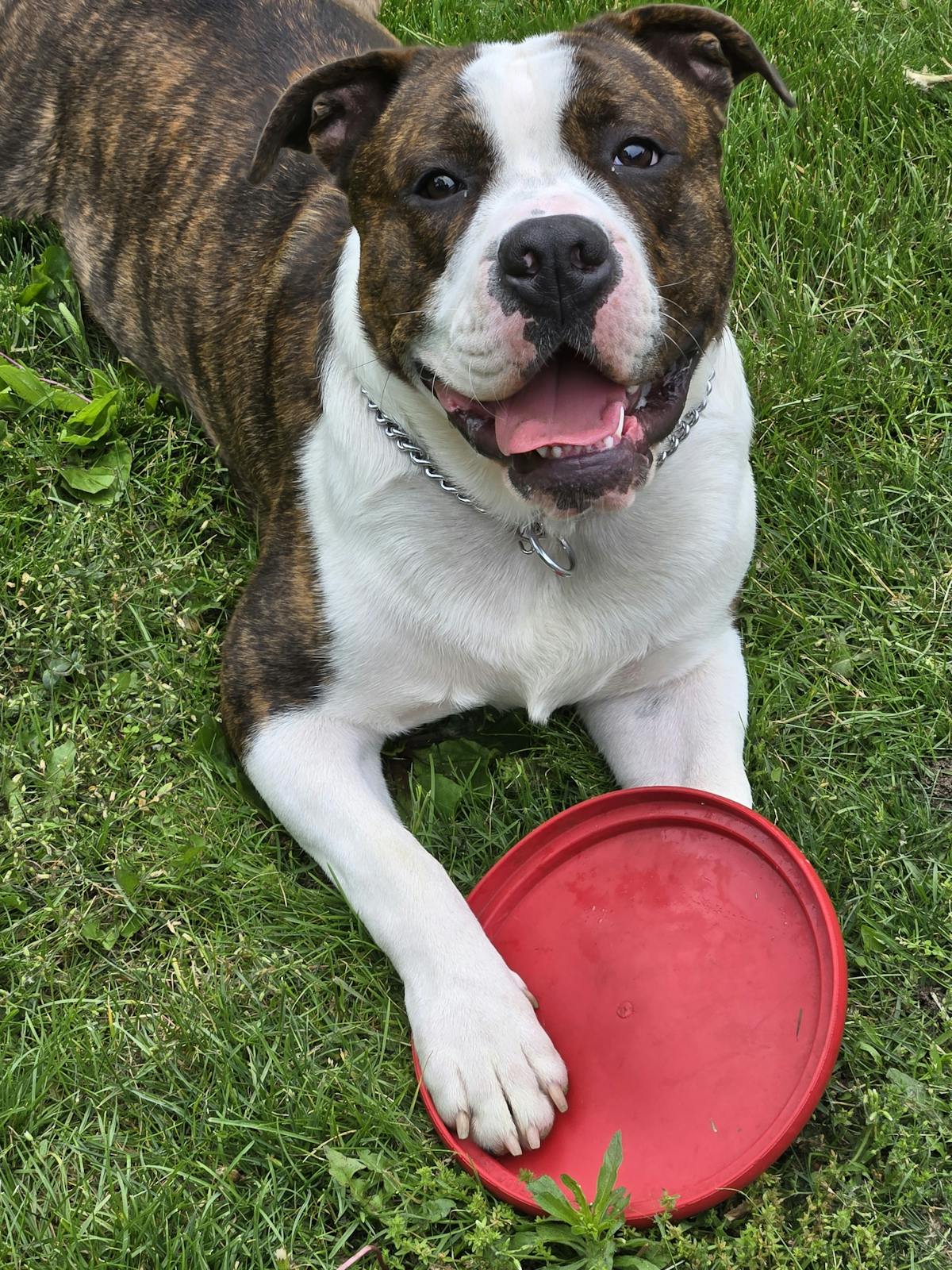 Frisbee Photos, Download The BEST Free Frisbee Stock Photos & HD Images