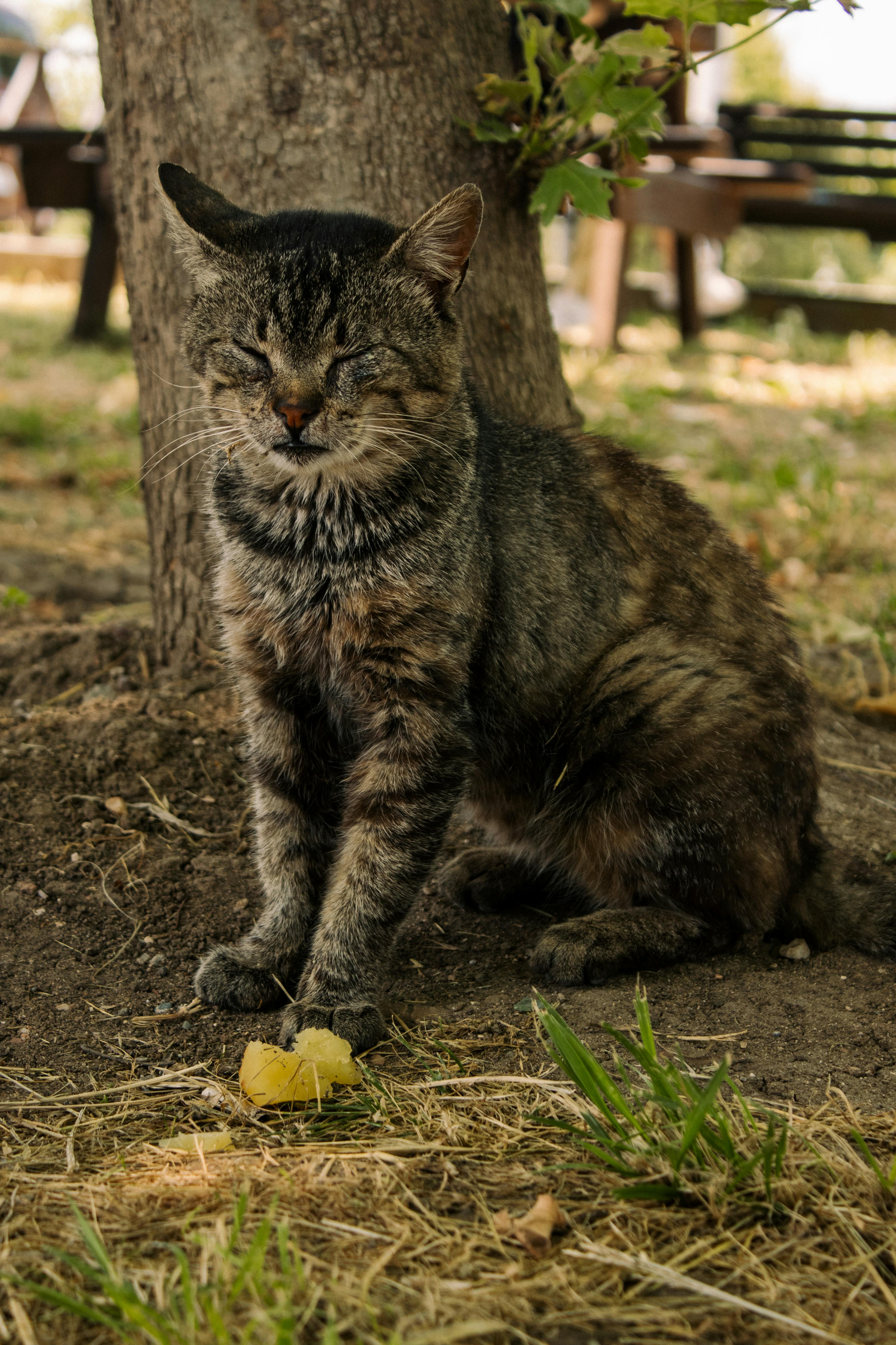 Peaceful Tabby Cat Resting Under a Tree Outdoors · Free Stock Photo