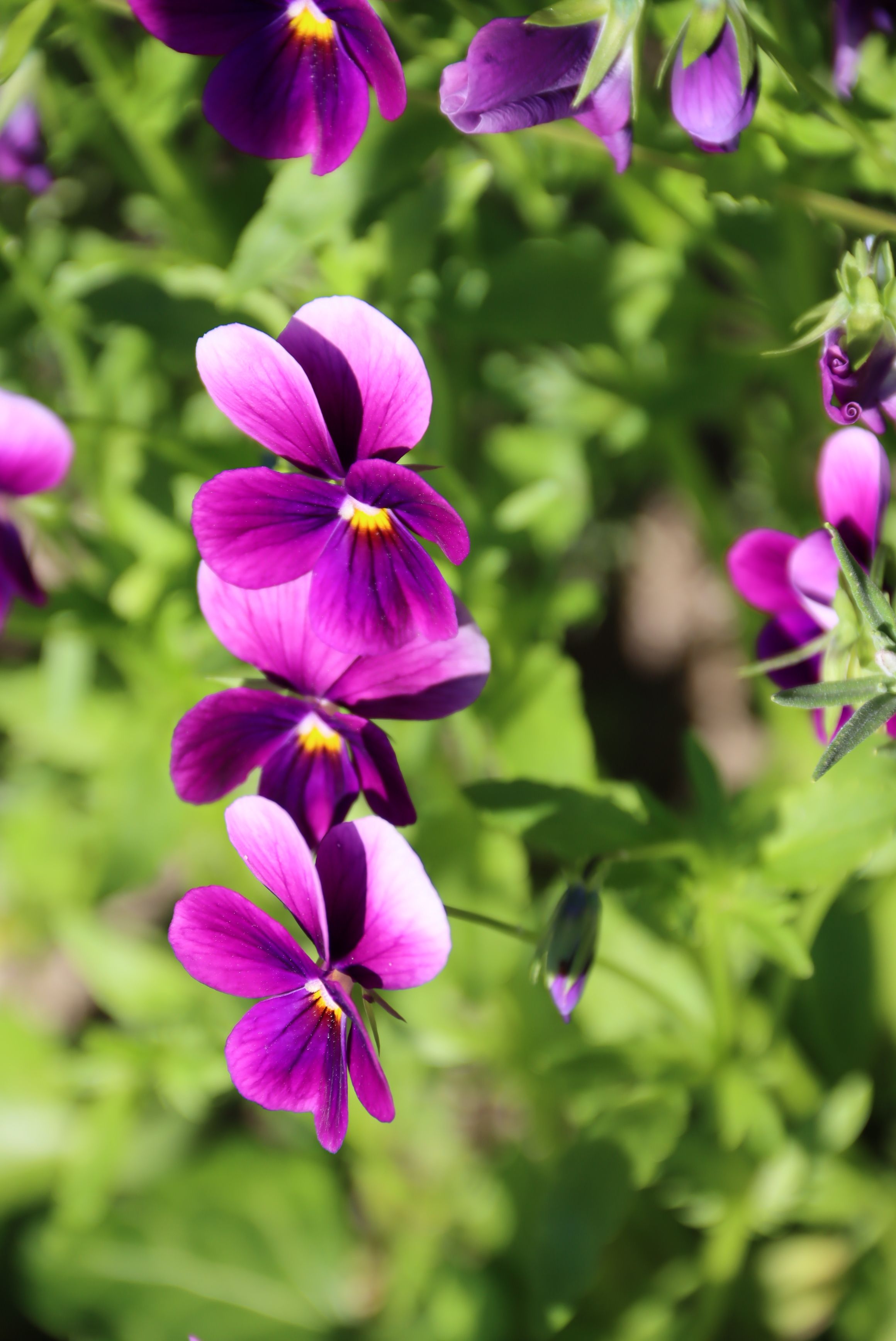 Vibrant Purple Viola Flowers in Bloom · Free Stock Photo
