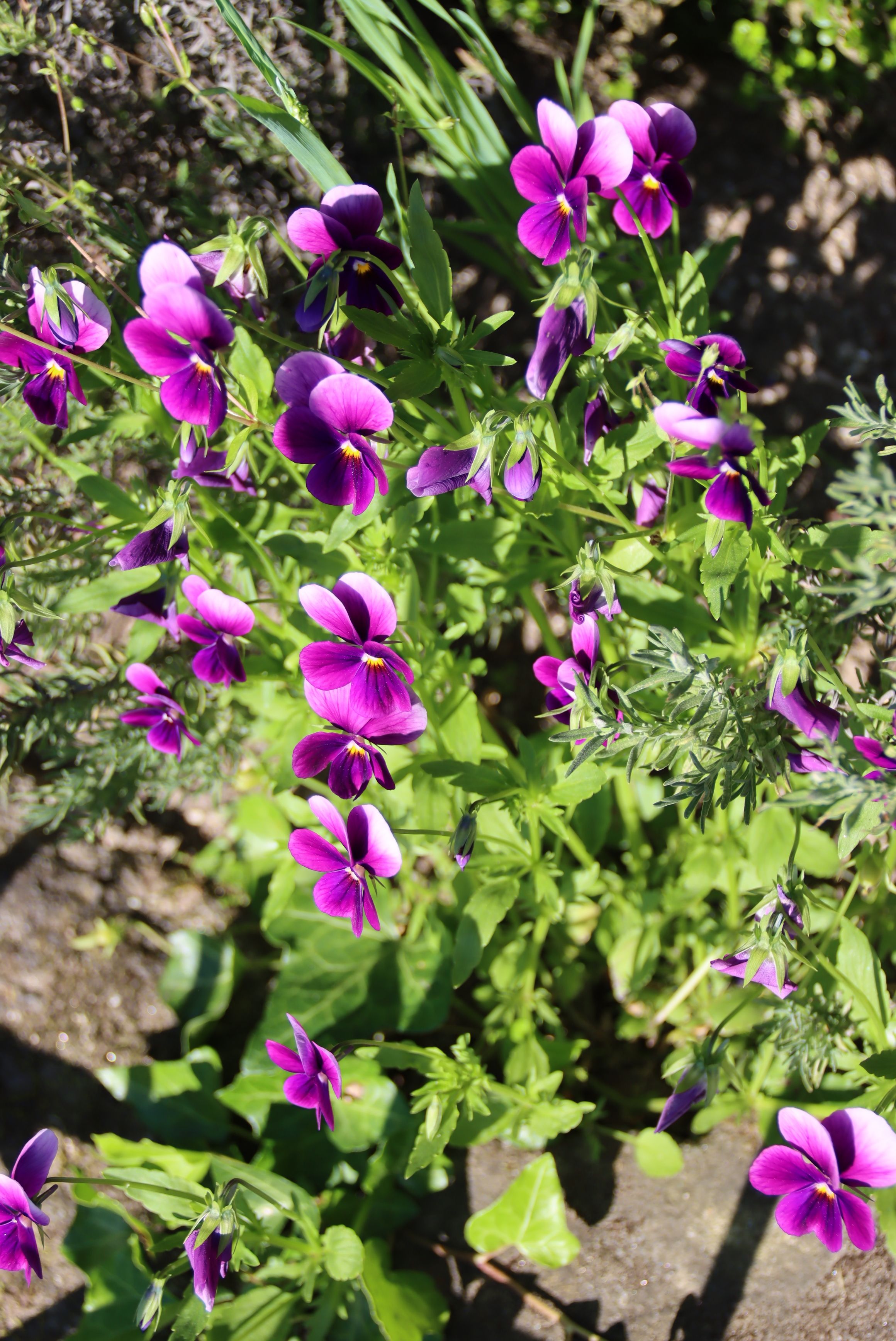 Viola Photos, Download The BEST Free Viola Stock Photos & HD Images