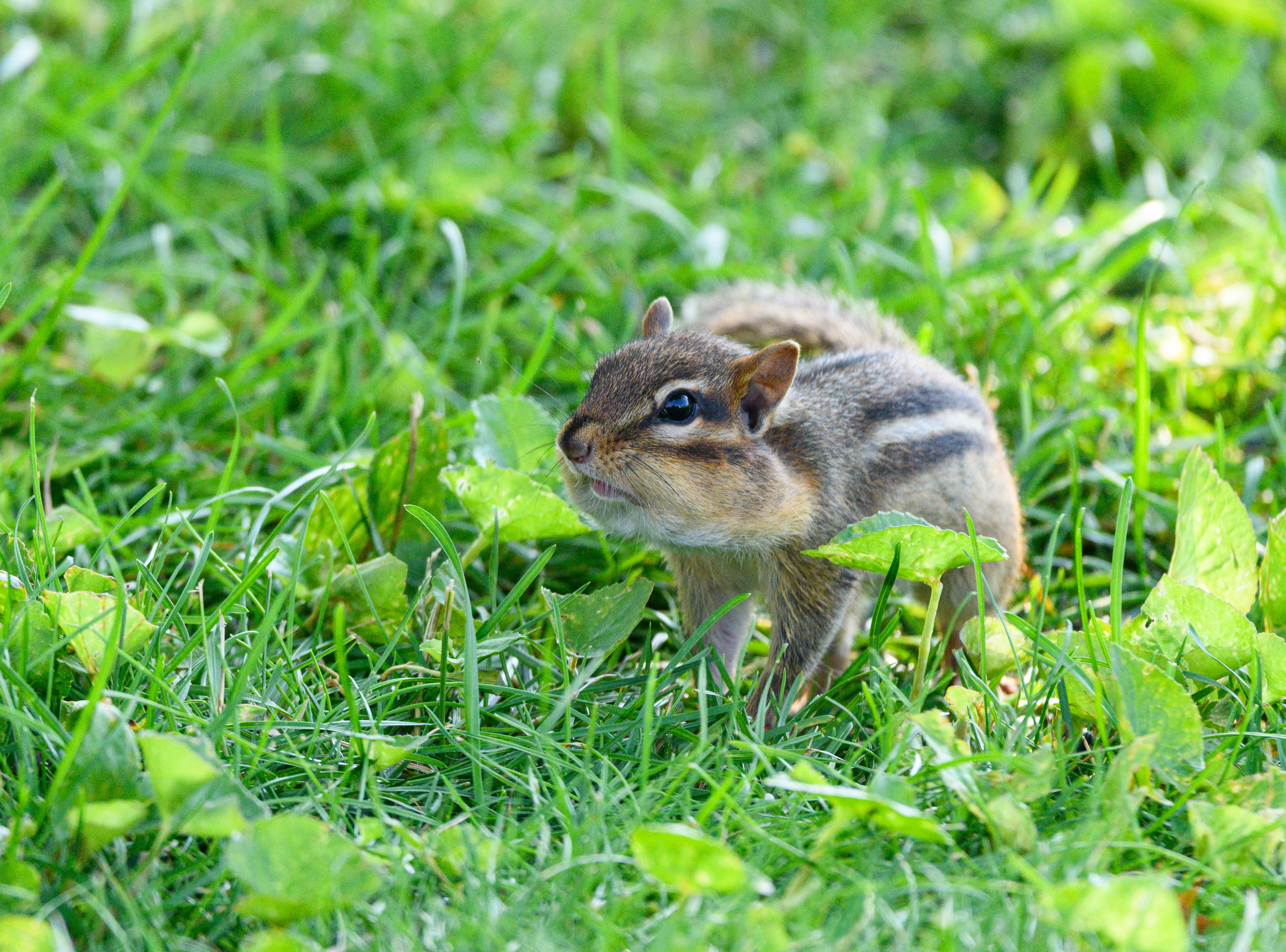 Chipmunk in Lush Greenery in Canonsburg, PA · Free Stock Photo