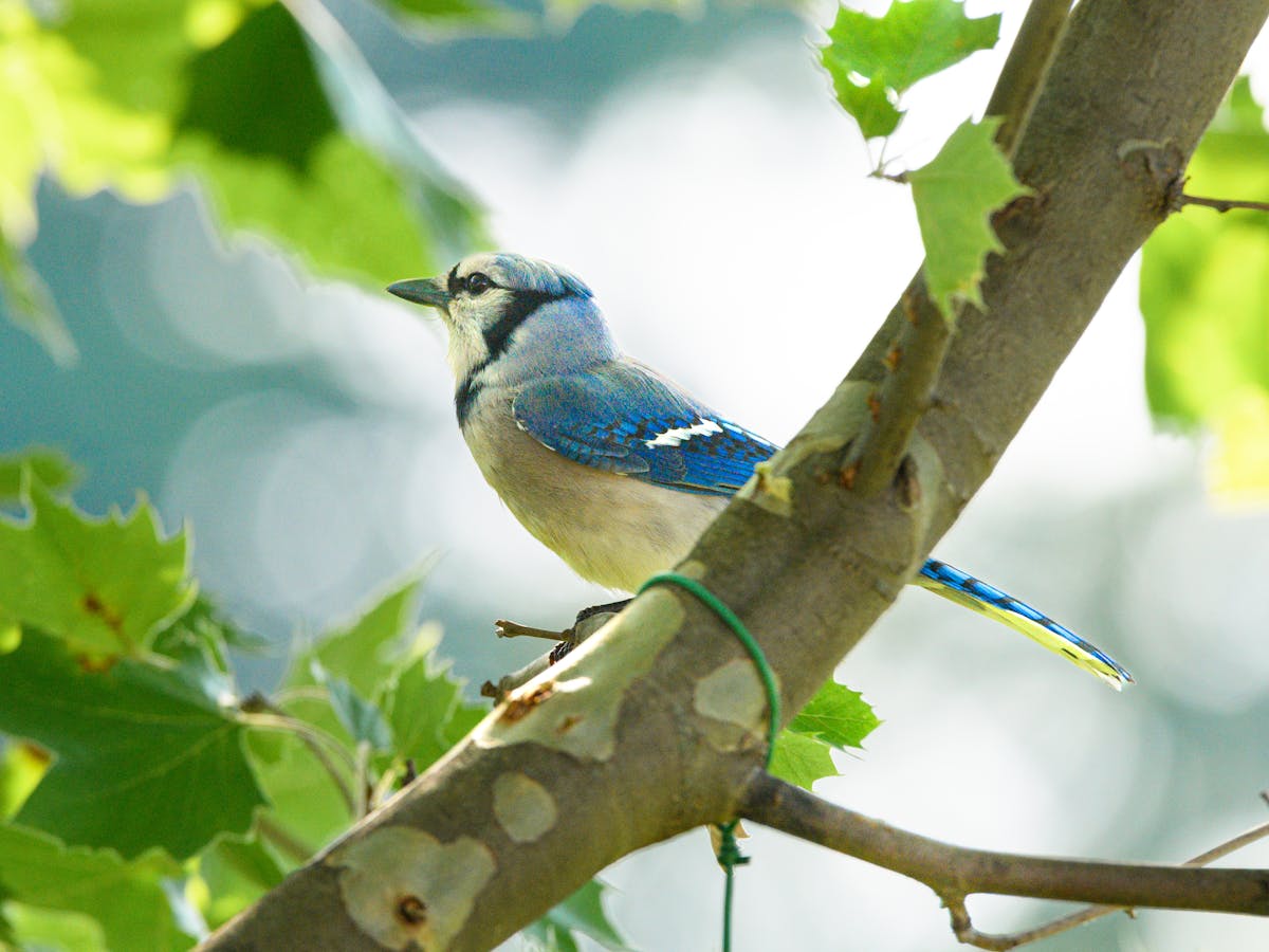Blue Jay Photos, Download The BEST Free Blue Jay Stock Photos & HD Images