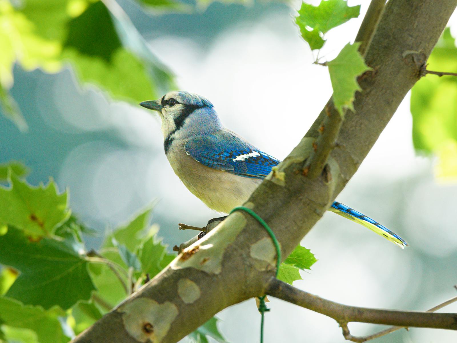 Blue Jay Photos, Download The BEST Free Blue Jay Stock Photos & HD Images