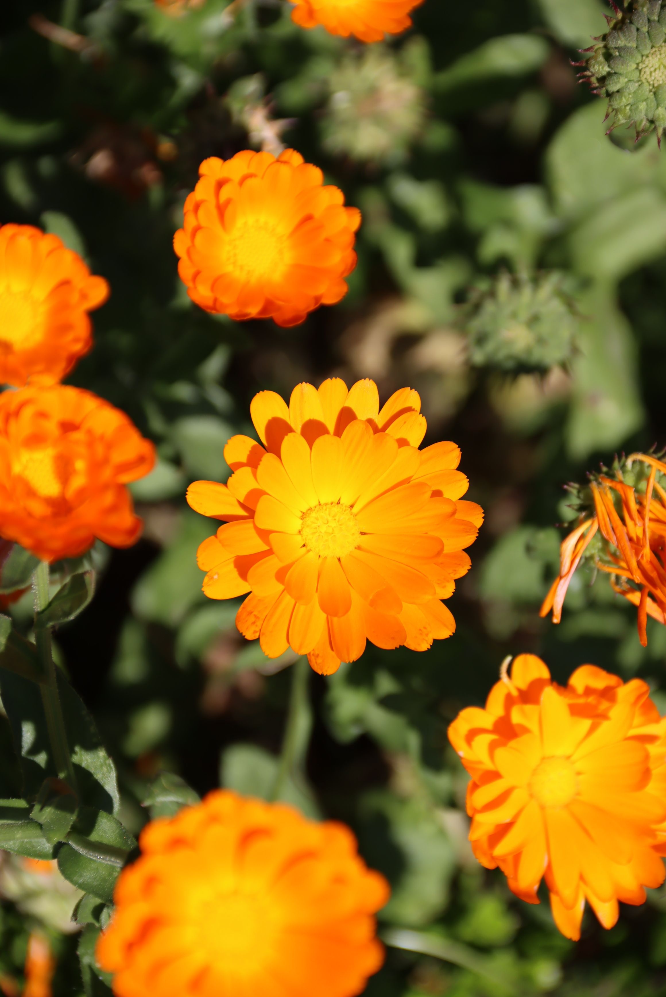 Gulab Flower Background Photos, Download The BEST Free Gulab Flower ...