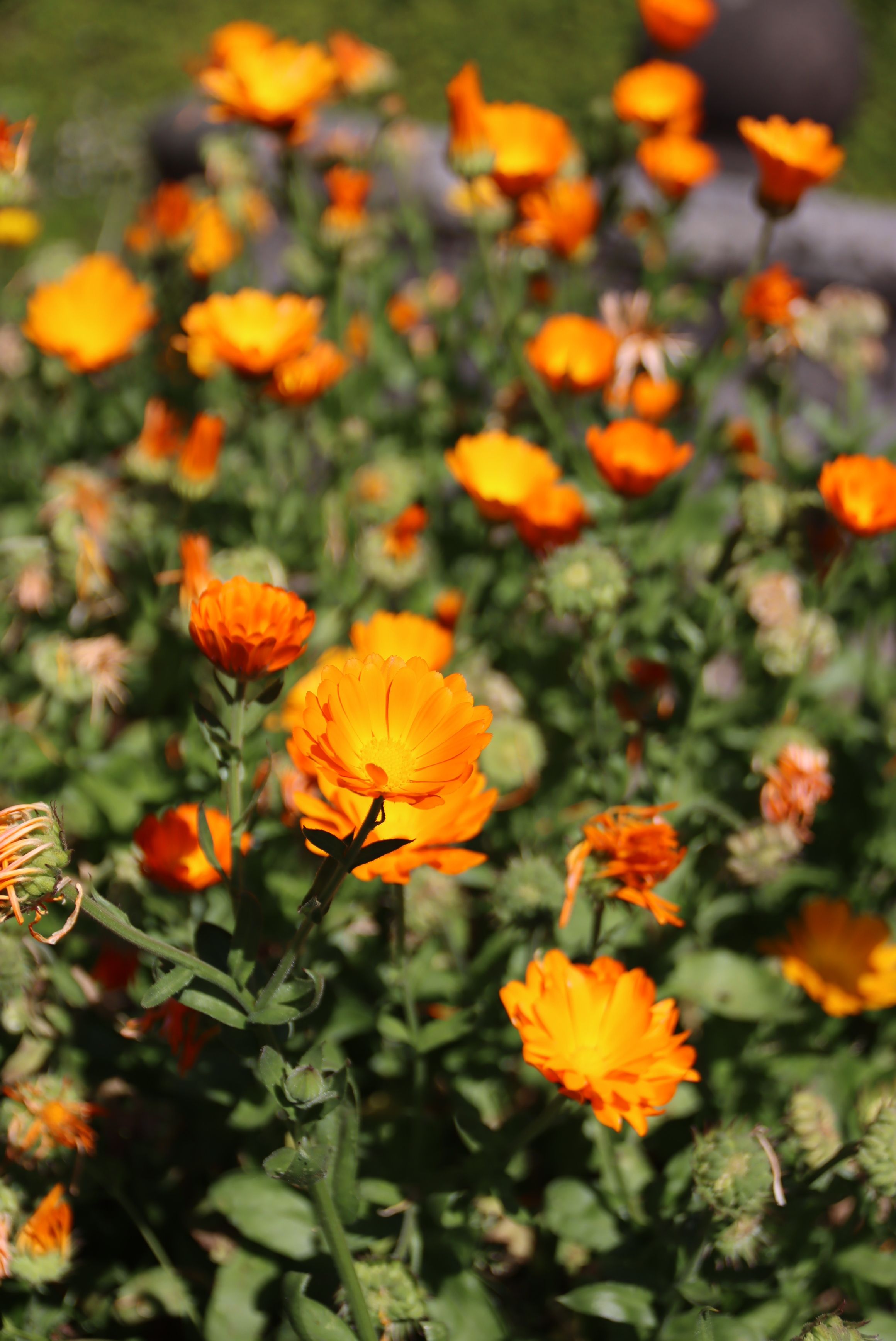 Vibrant Orange Calendula Blooms in Sunlight · Free Stock Photo