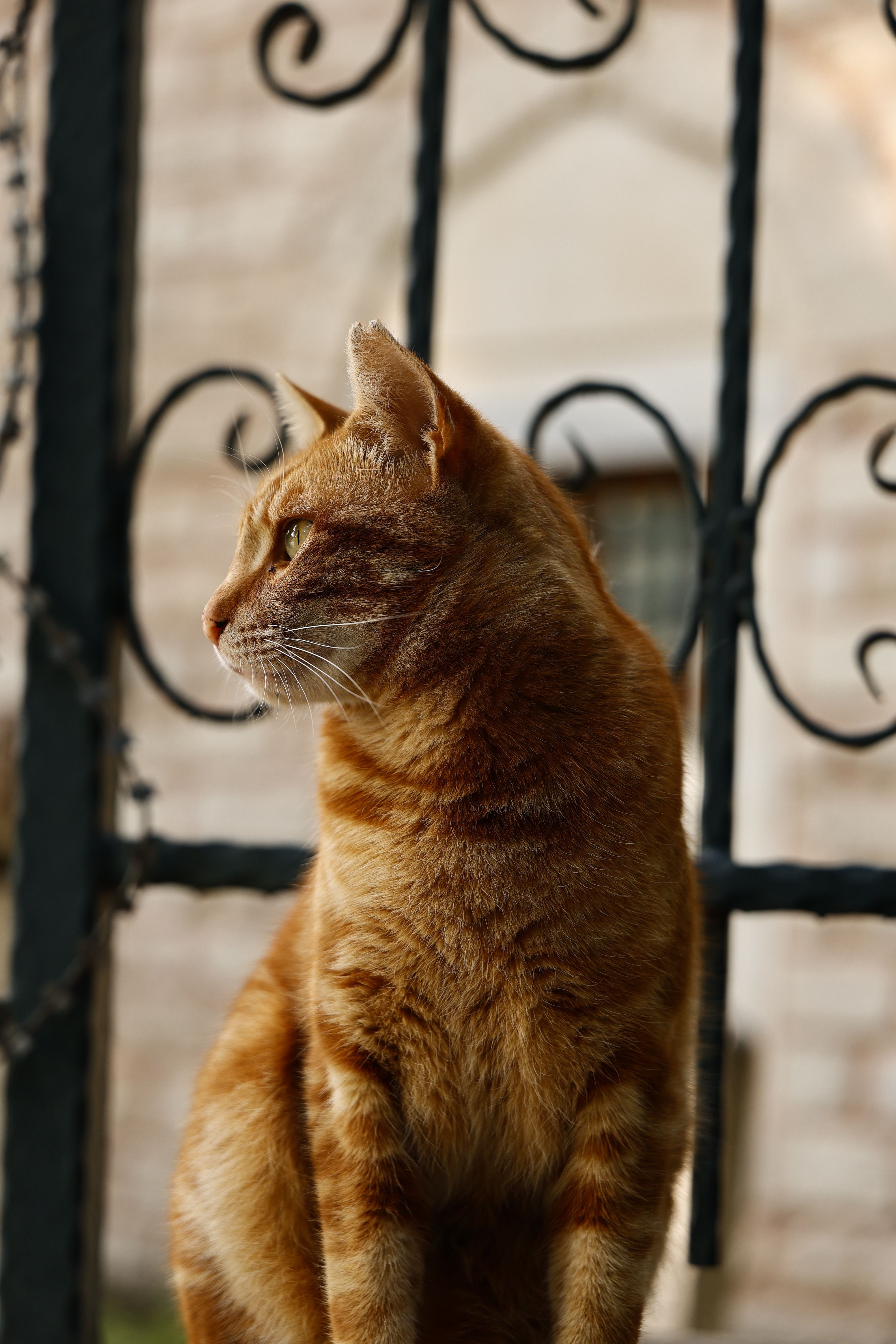 Elegant Ginger Cat by Artistic Wrought Iron Fence · Free Stock Photo