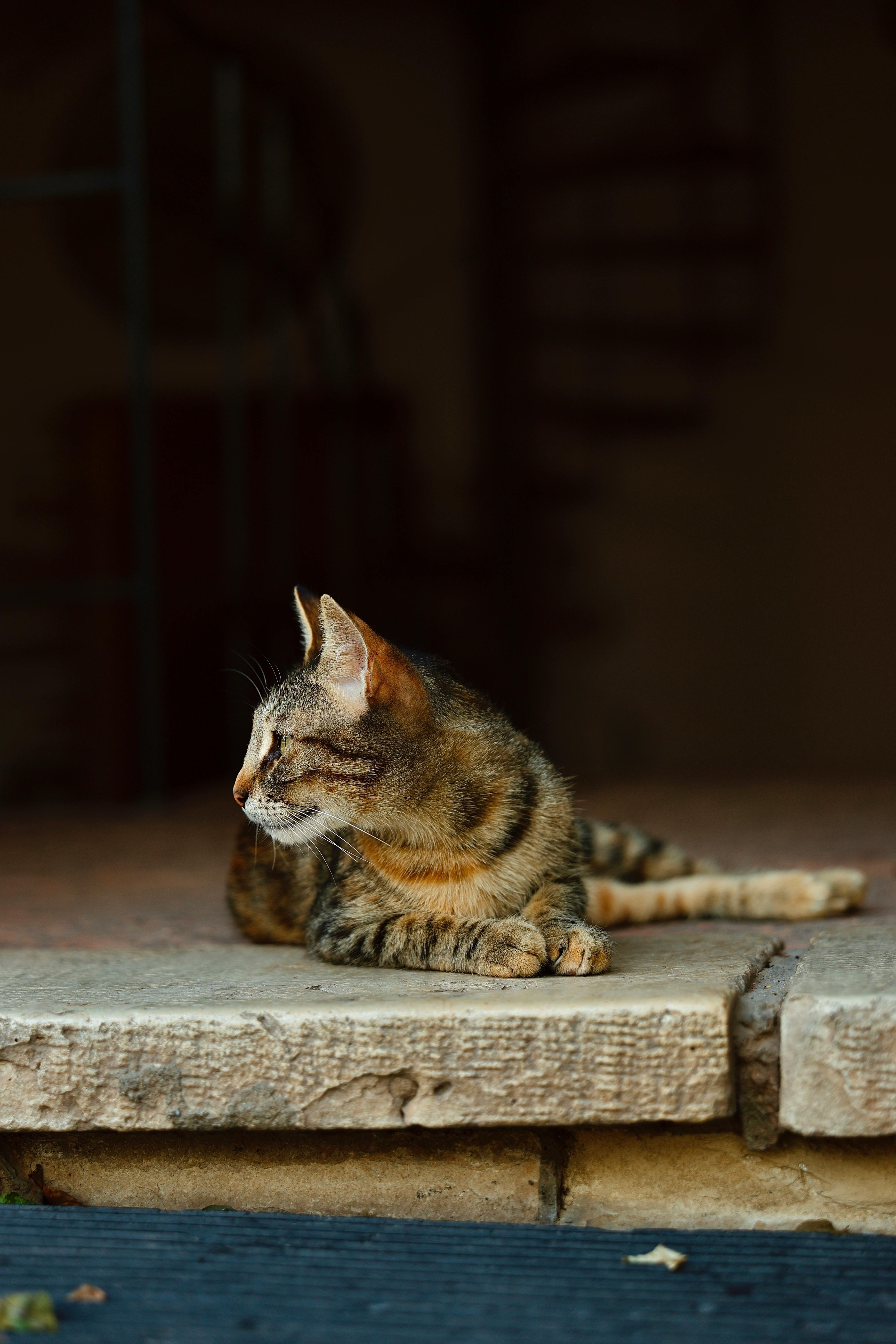 Coding Cute Background Photos, Download The BEST Free Coding Cute ...