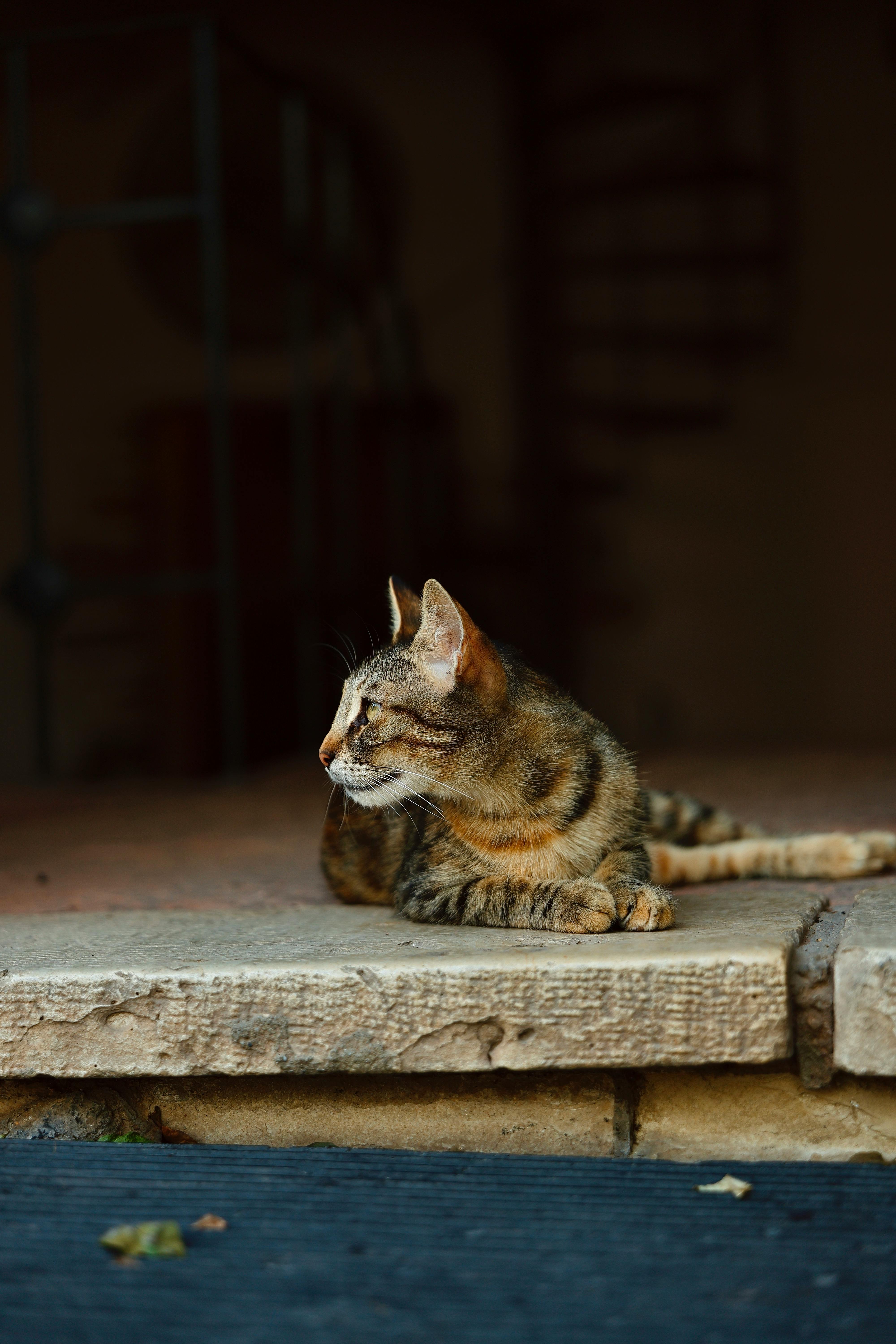 Gazing Photos, Download The BEST Free Gazing Stock Photos & HD Images