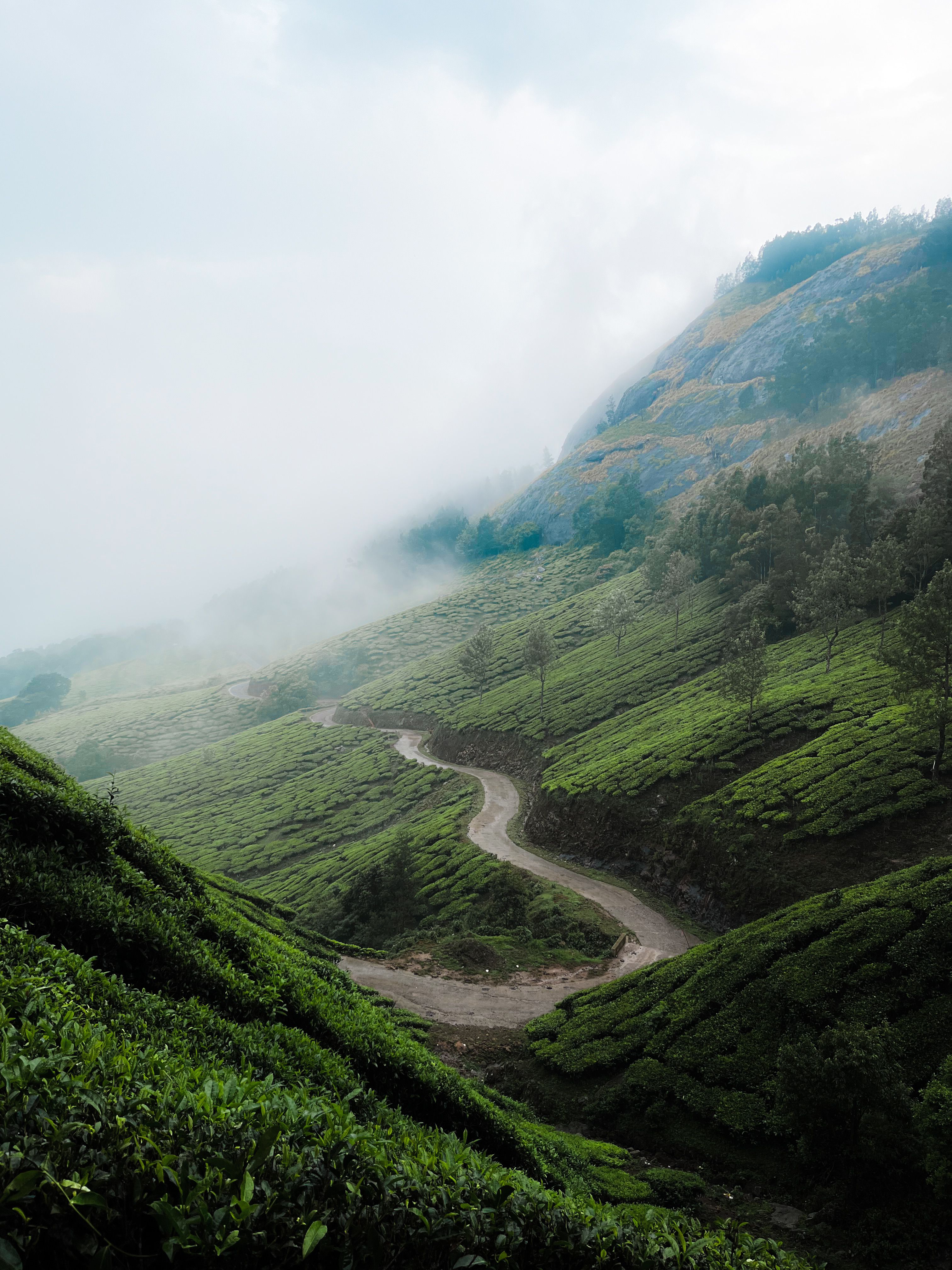Serene Misty Mountain Tea Plantation Landscape · Free Stock Photo