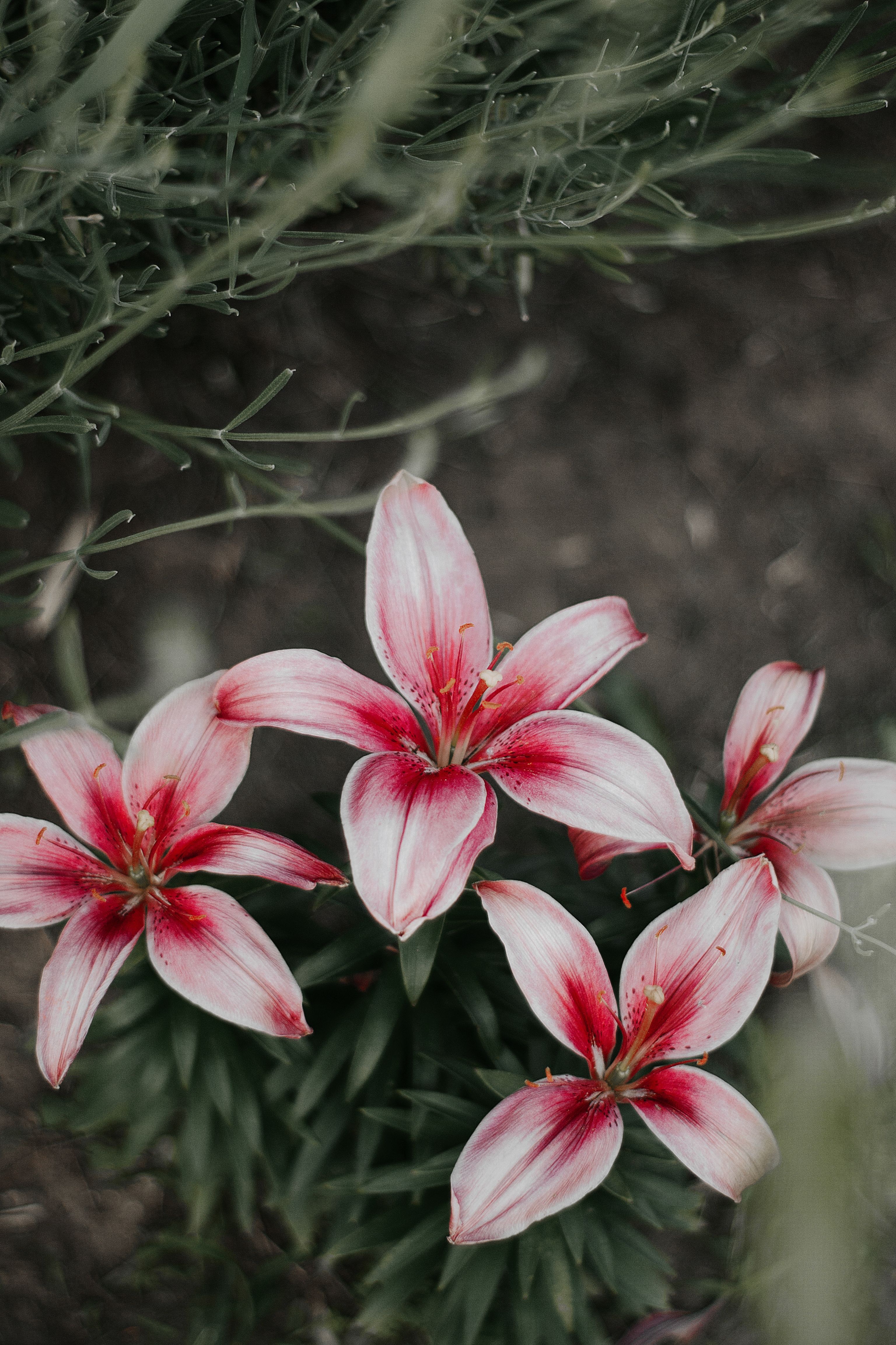 Pink Lilies Desktop Wallpaper Photos, Download The BEST Free Pink ...