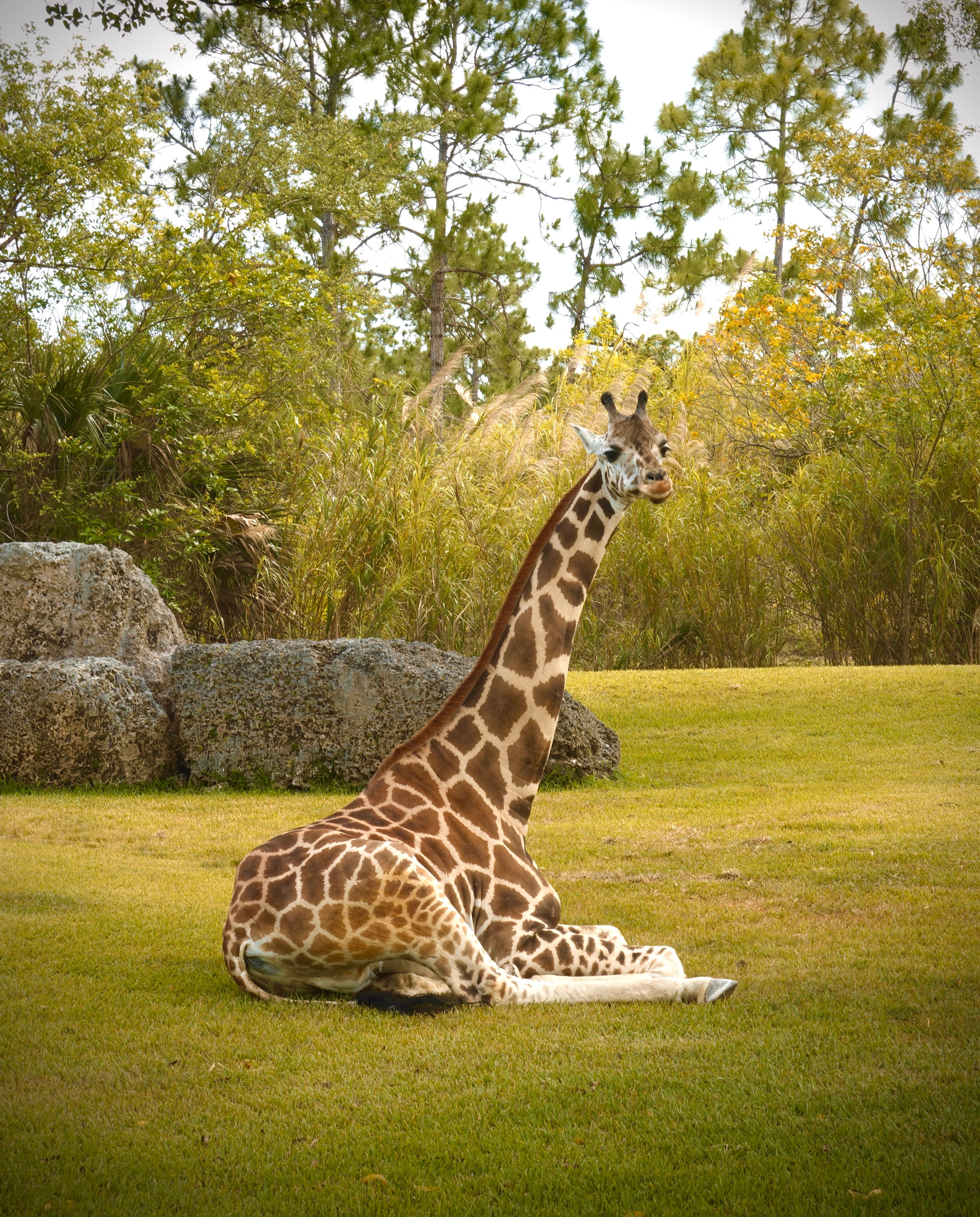 Majestic Giraffe Resting in Natural Habitat · Free Stock Photo