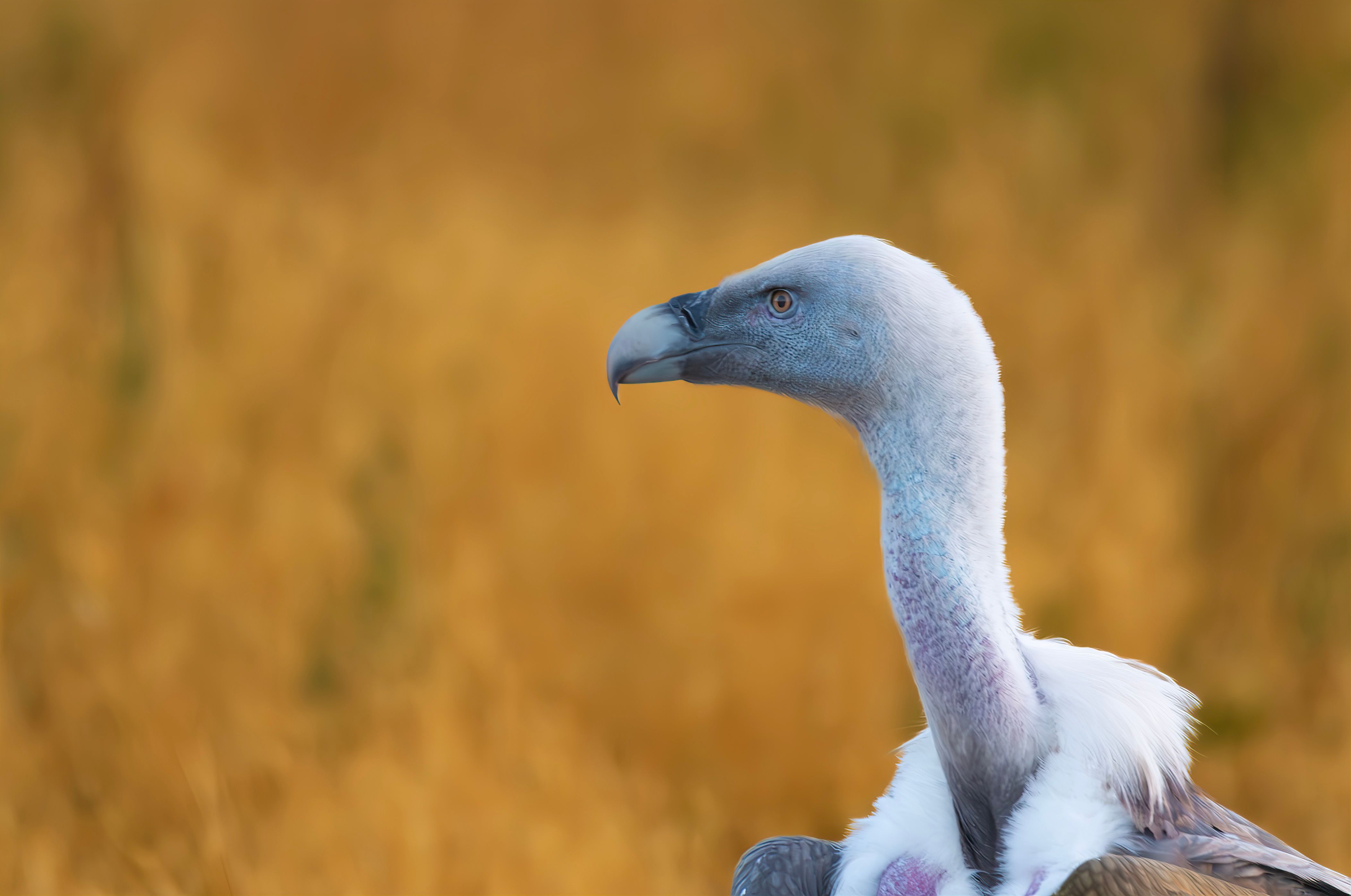 Vulture Scream Photos, Download The BEST Free Vulture Scream Stock ...