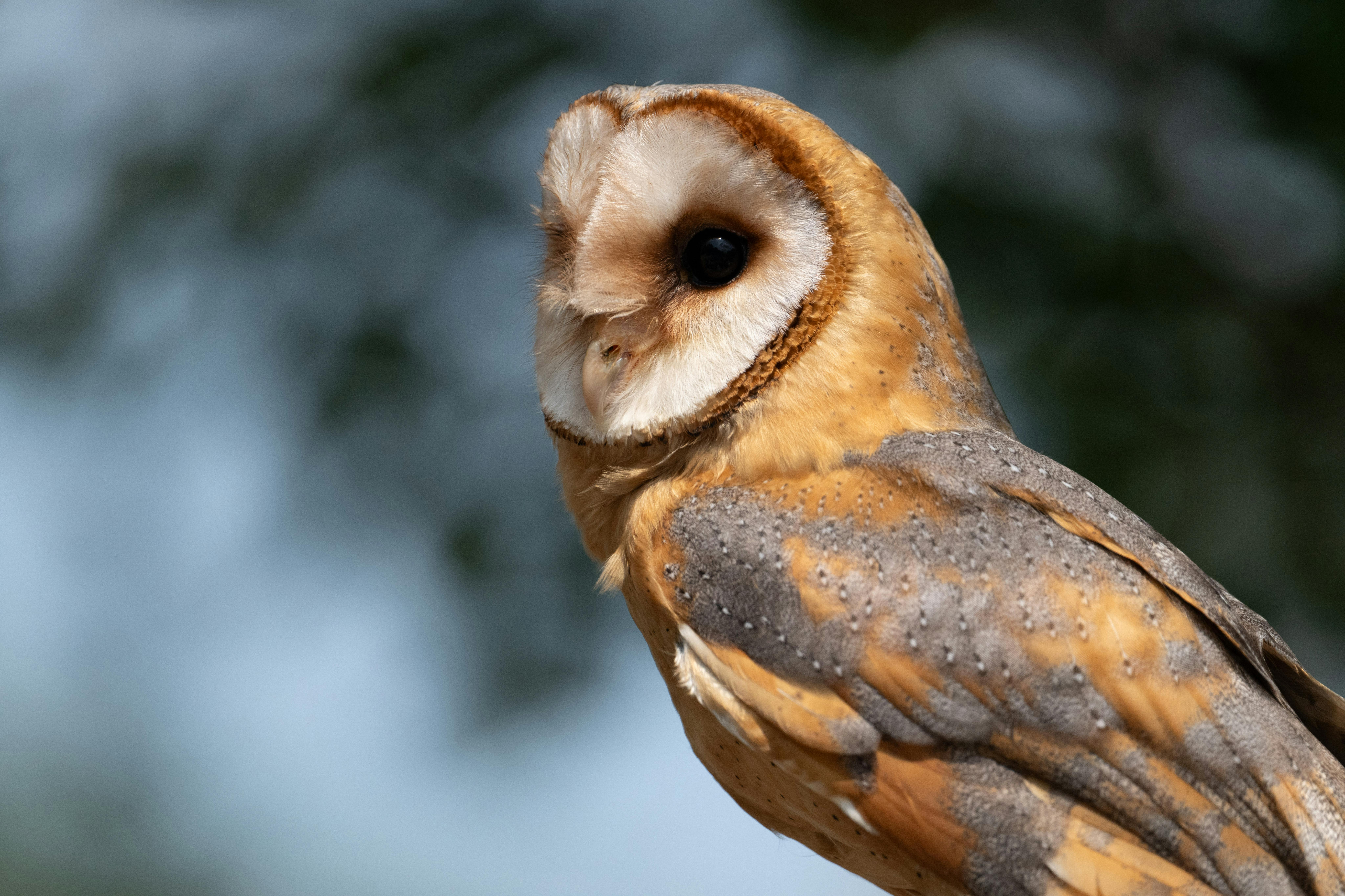 Close-Up Photo of Beige and Gray Barn Owl · Free Stock Photo