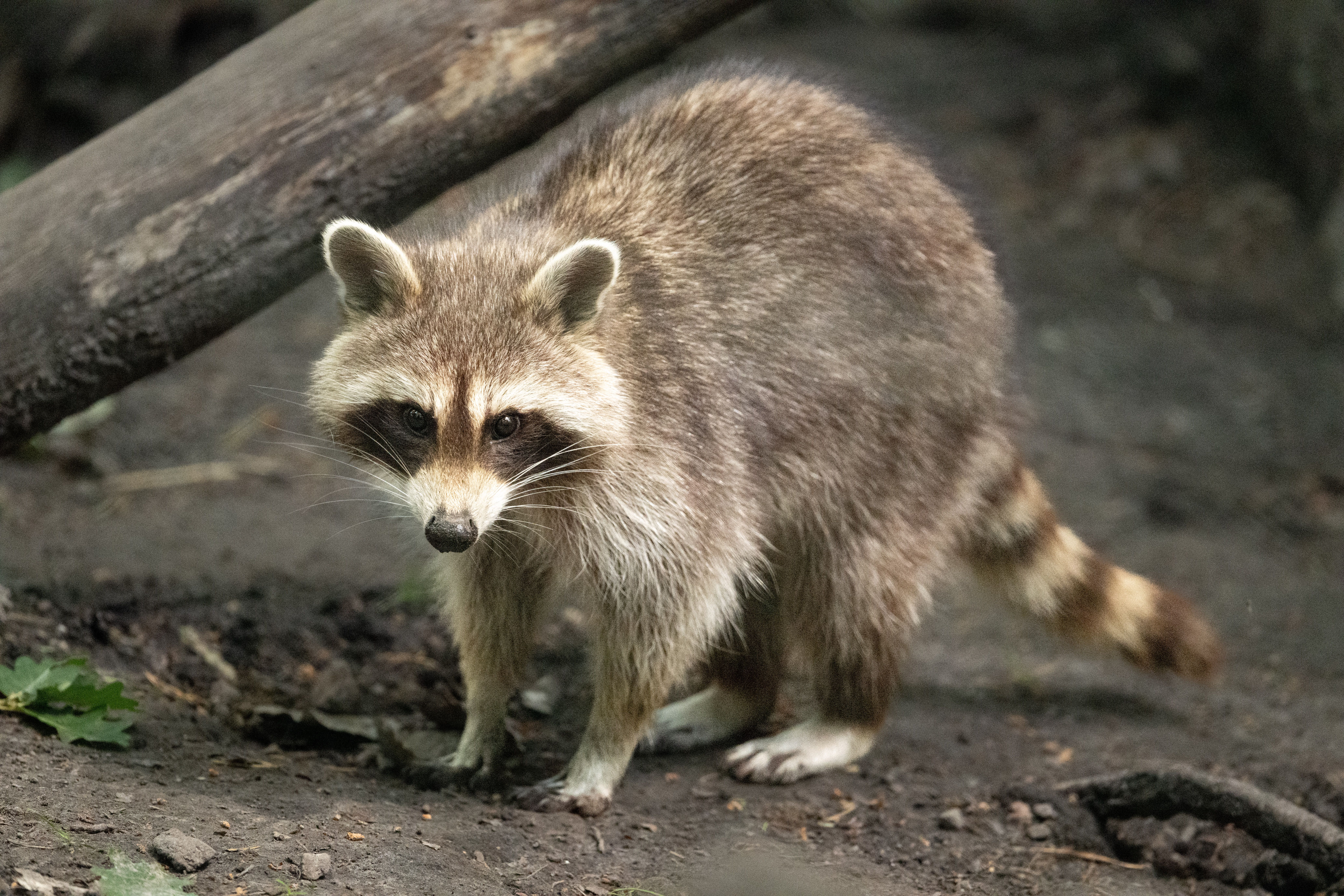 Mapache Curioso En Un Entorno Forestal · Foto de stock gratuita