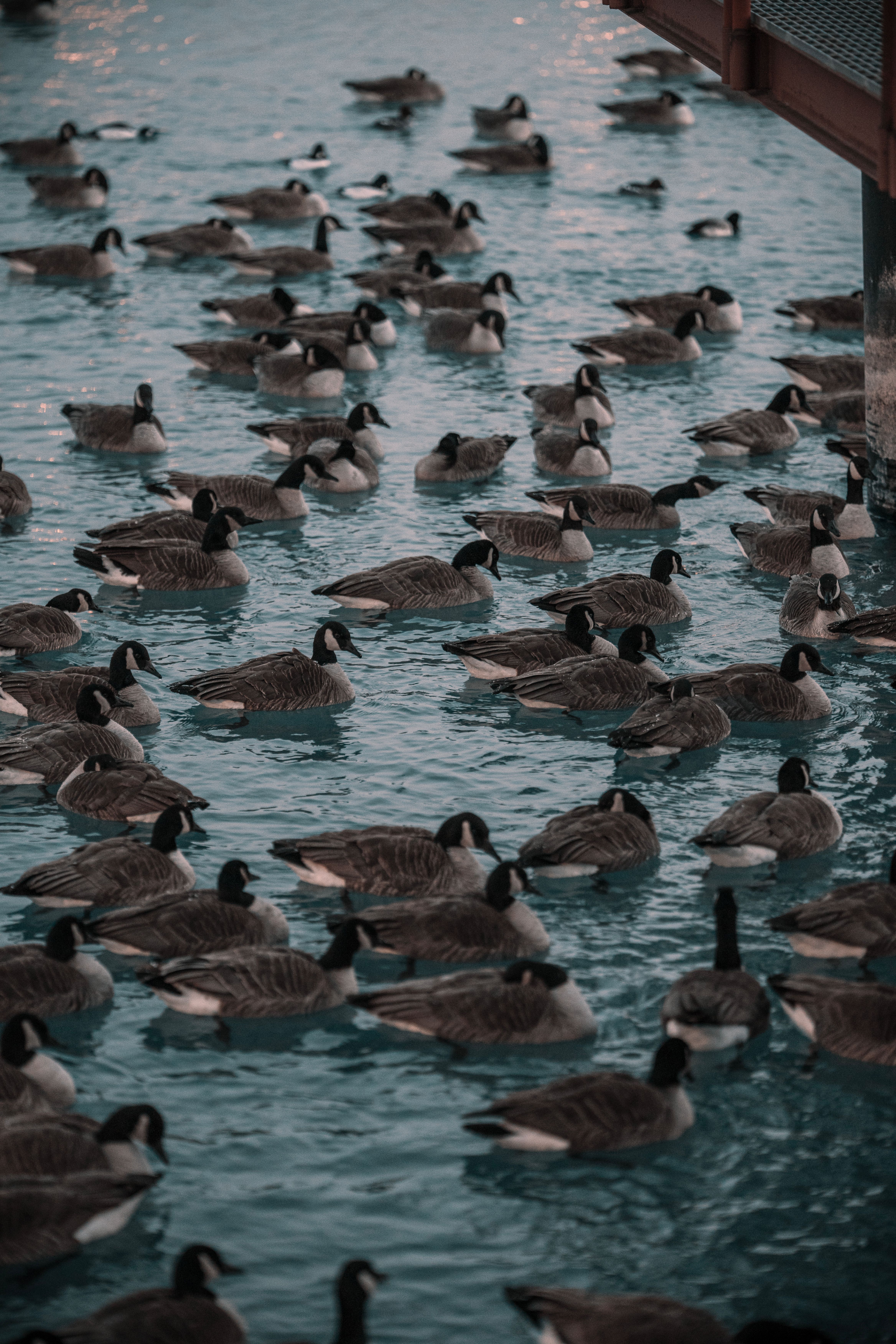 Flock of Canada Geese Swimming in Chicago River · Free Stock Photo