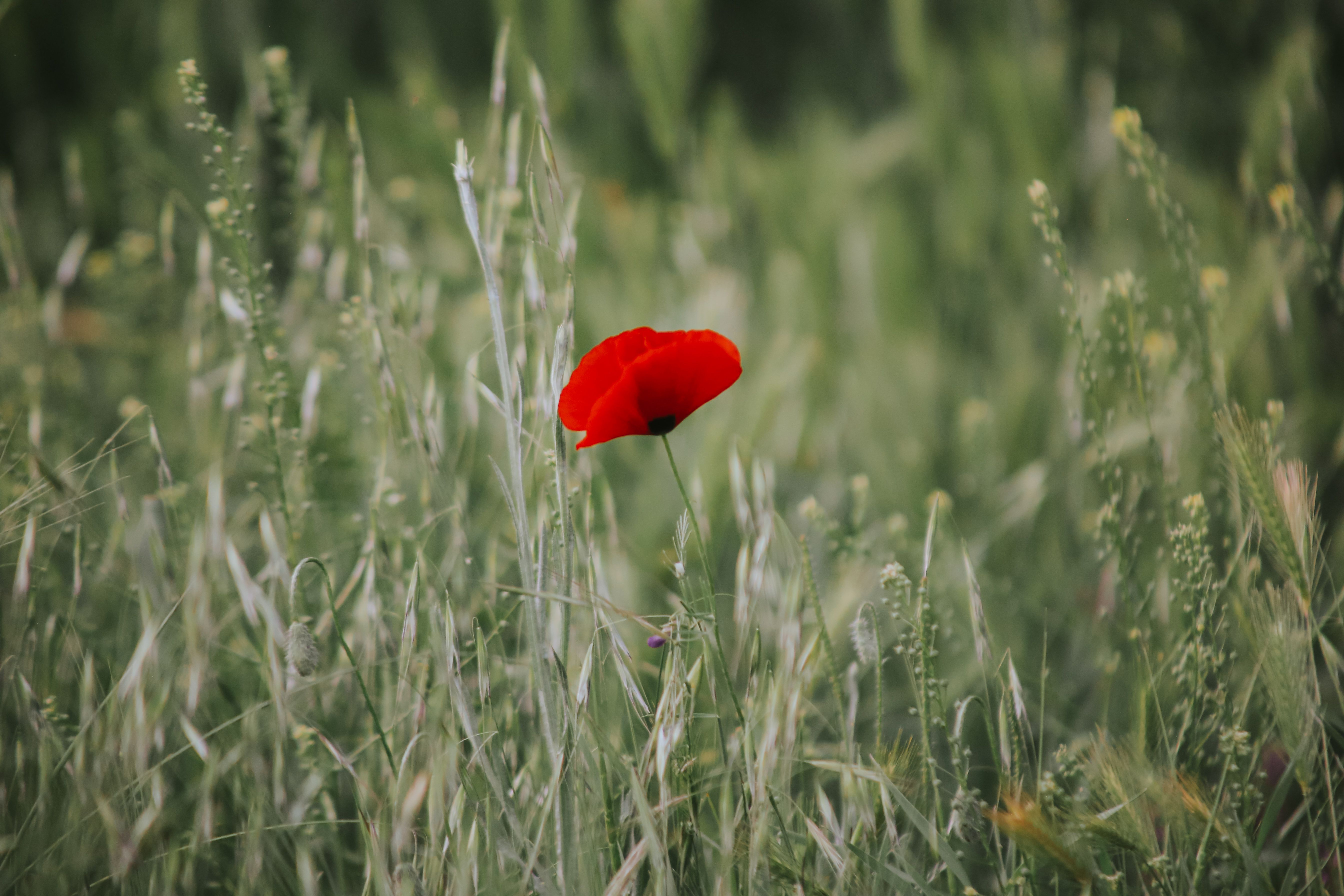 Poppy Flower Photos, Download The BEST Free Poppy Flower Stock Photos ...