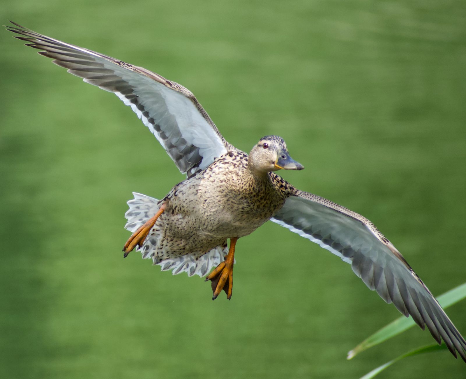 Mallard Duck Flying Photos, Download The BEST Free Mallard Duck Flying ...