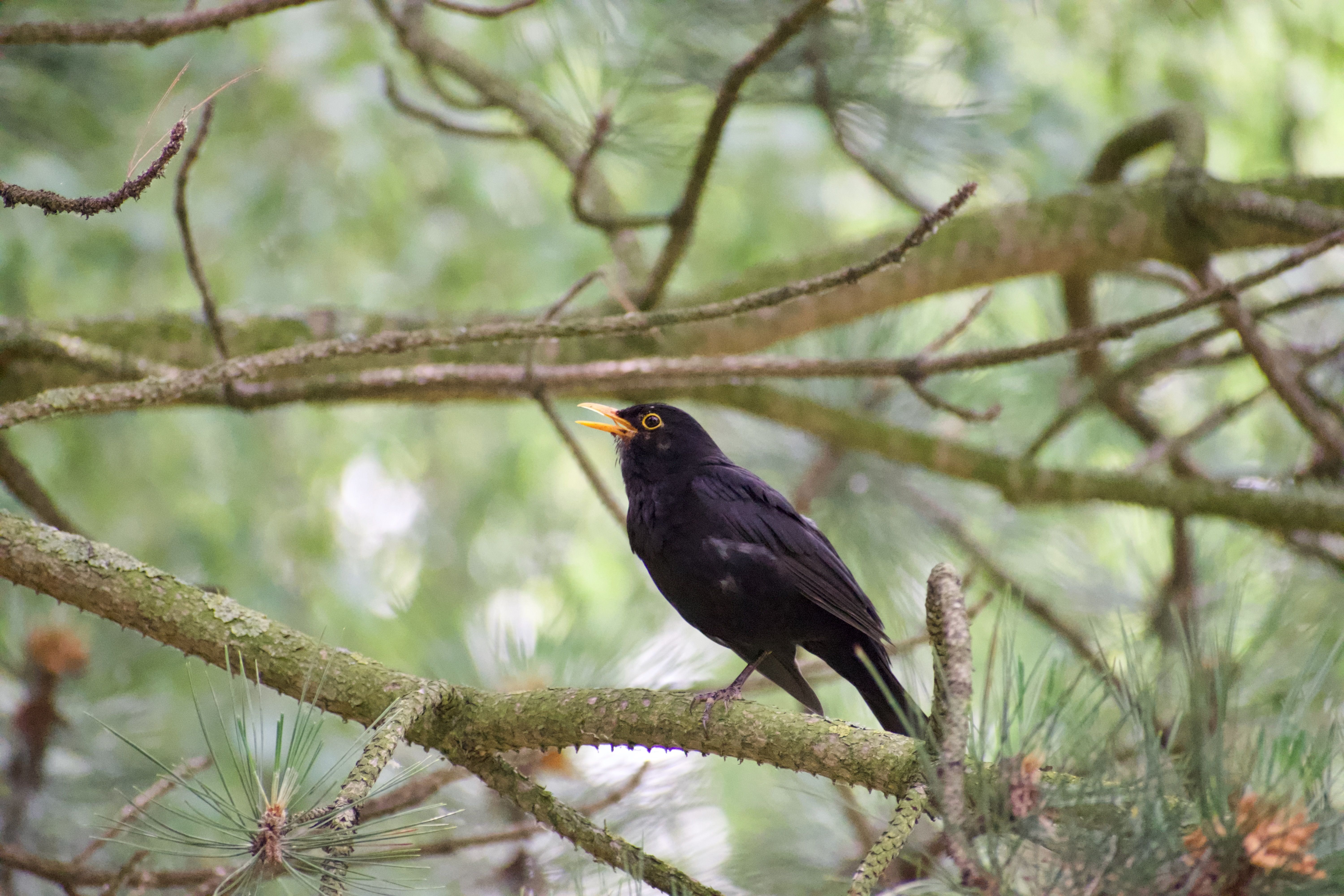Blackbird Singing on a Pine Tree Branch · Free Stock Photo