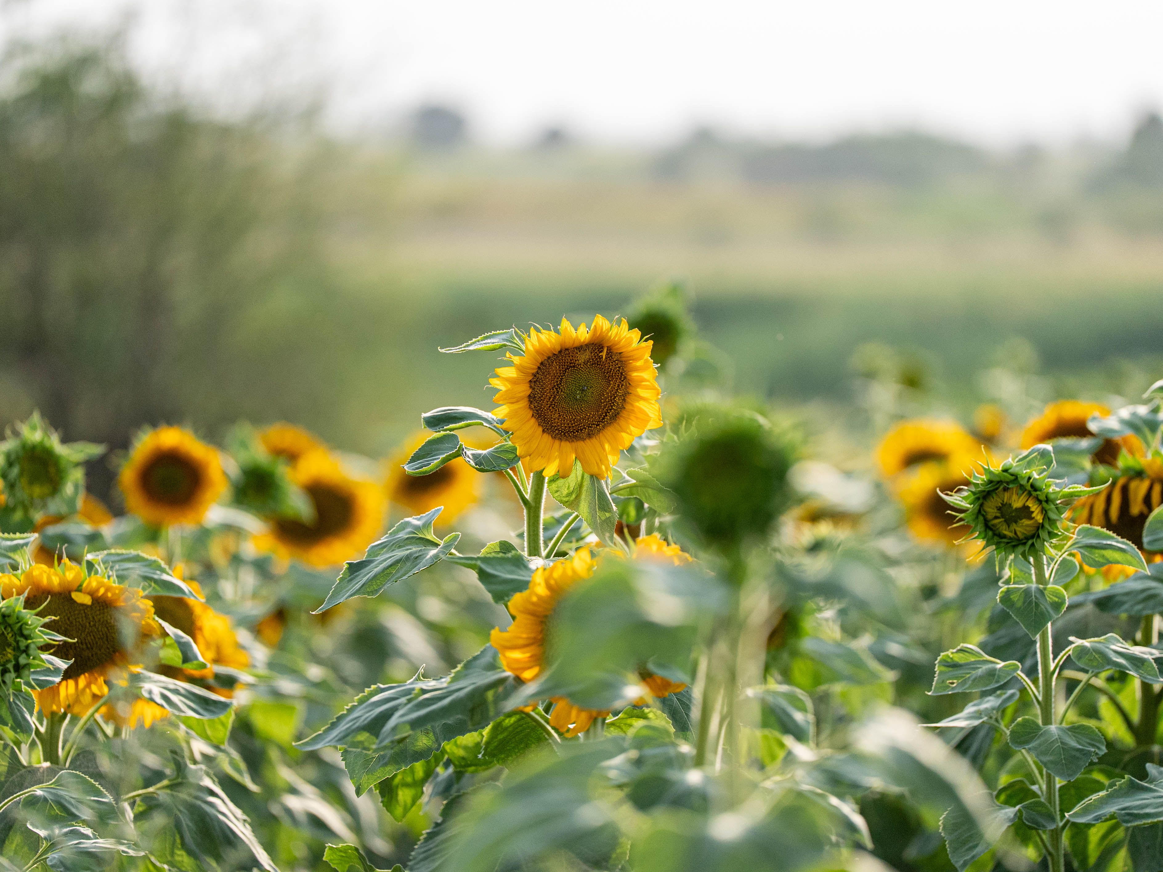 Summer Season Photos, Download The BEST Free Summer Season Stock Photos ...