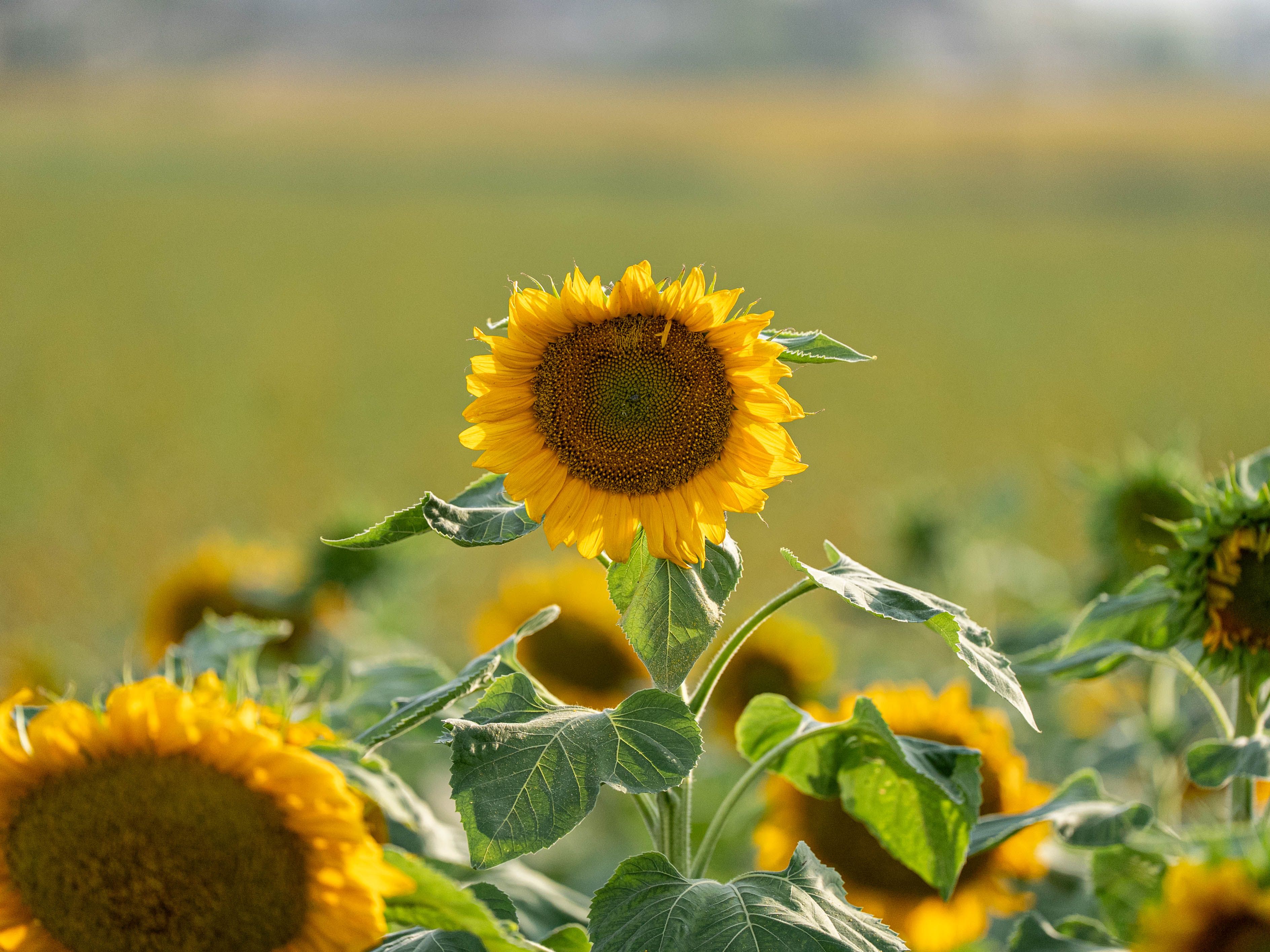 Summer Season Photos, Download The BEST Free Summer Season Stock Photos ...