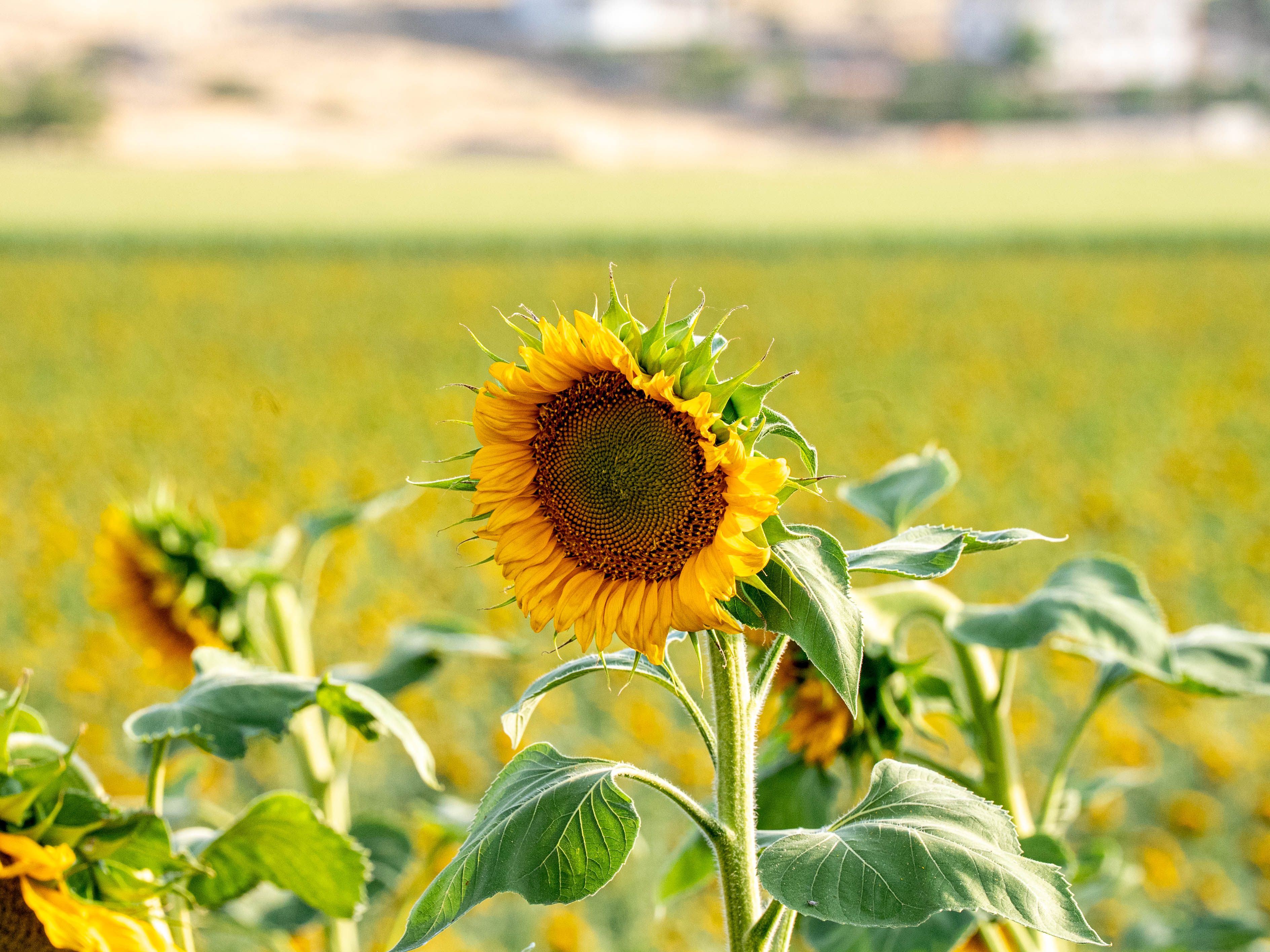 Gulab Flower Background Photos, Download The BEST Free Gulab Flower ...
