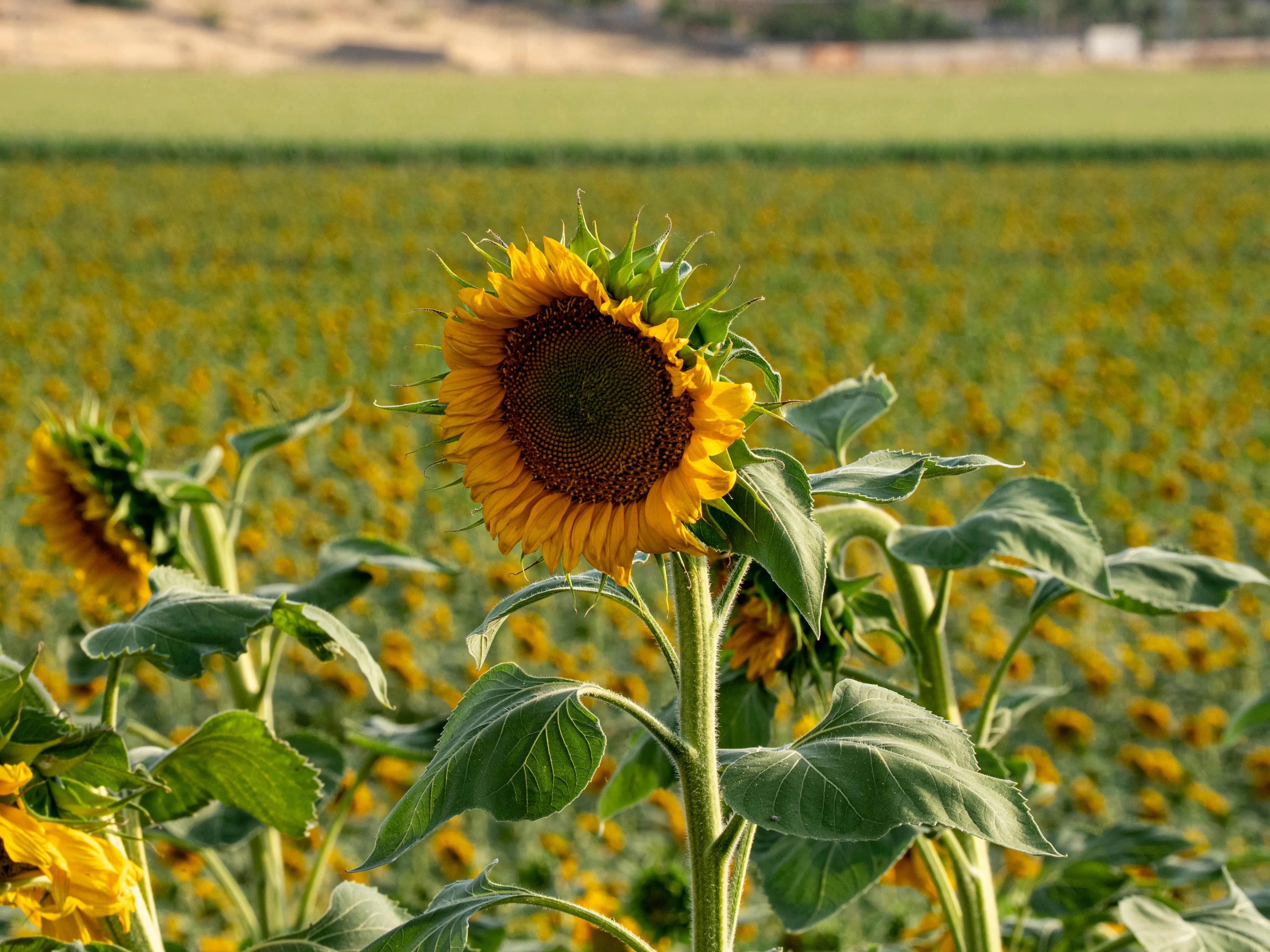 Yellow Scenery Photos, Download The BEST Free Yellow Scenery Stock ...