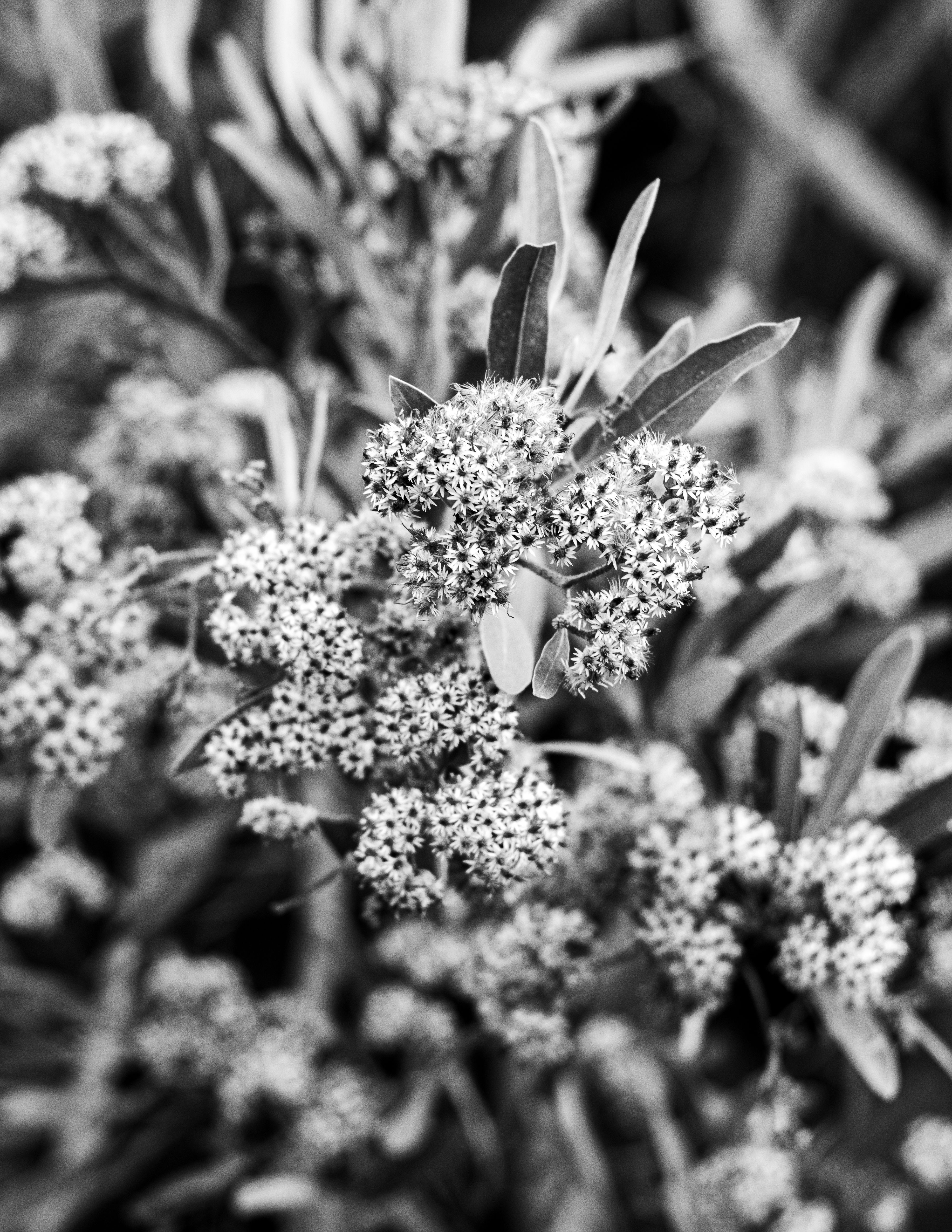 Leaves Bw Photos, Download The BEST Free Leaves Bw Stock Photos & HD Images