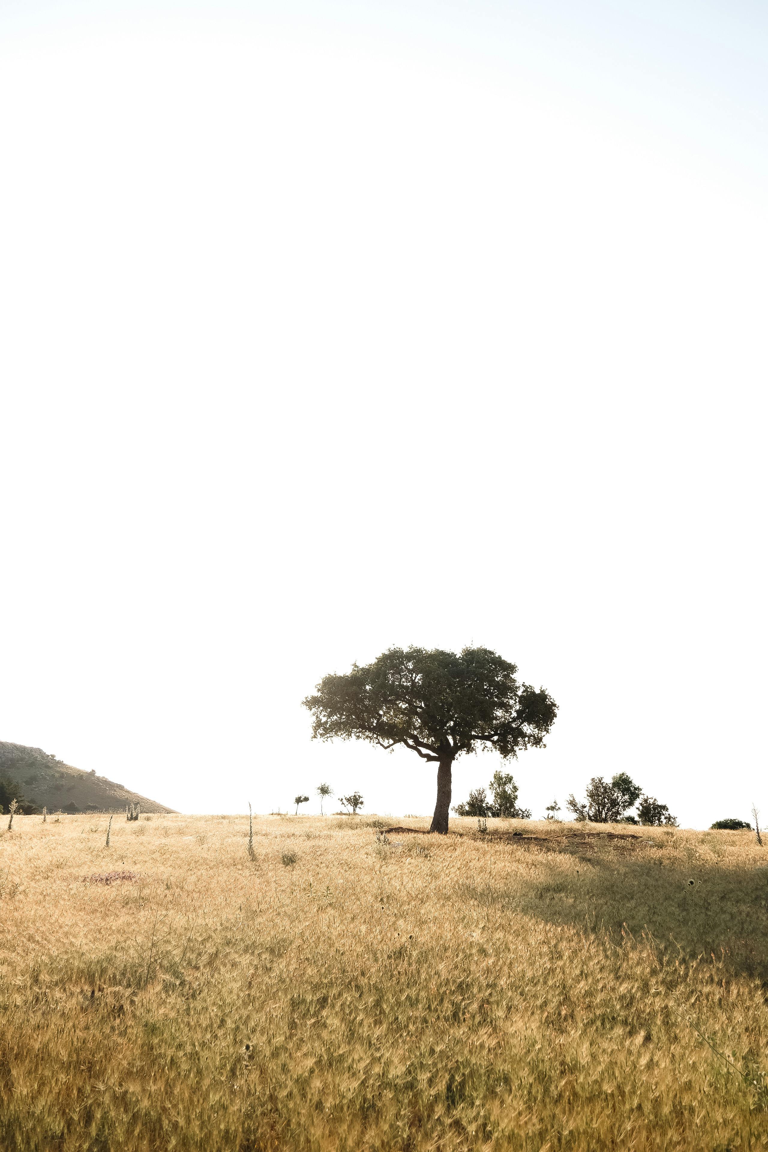 Lone Tree in Sunlit Grassland Landscape · Free Stock Photo