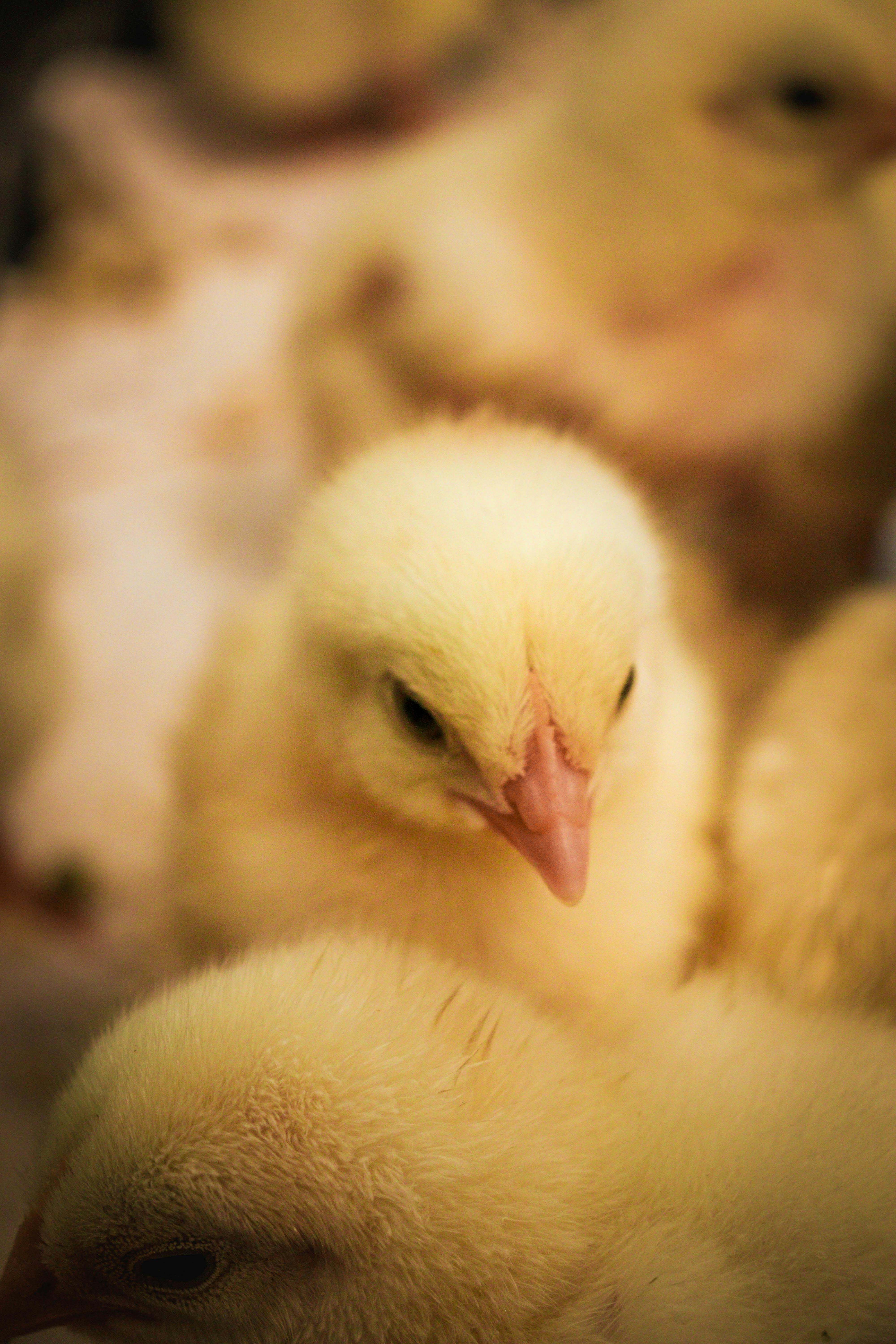Close-up of Fluffy Yellow Chicks · Free Stock Photo