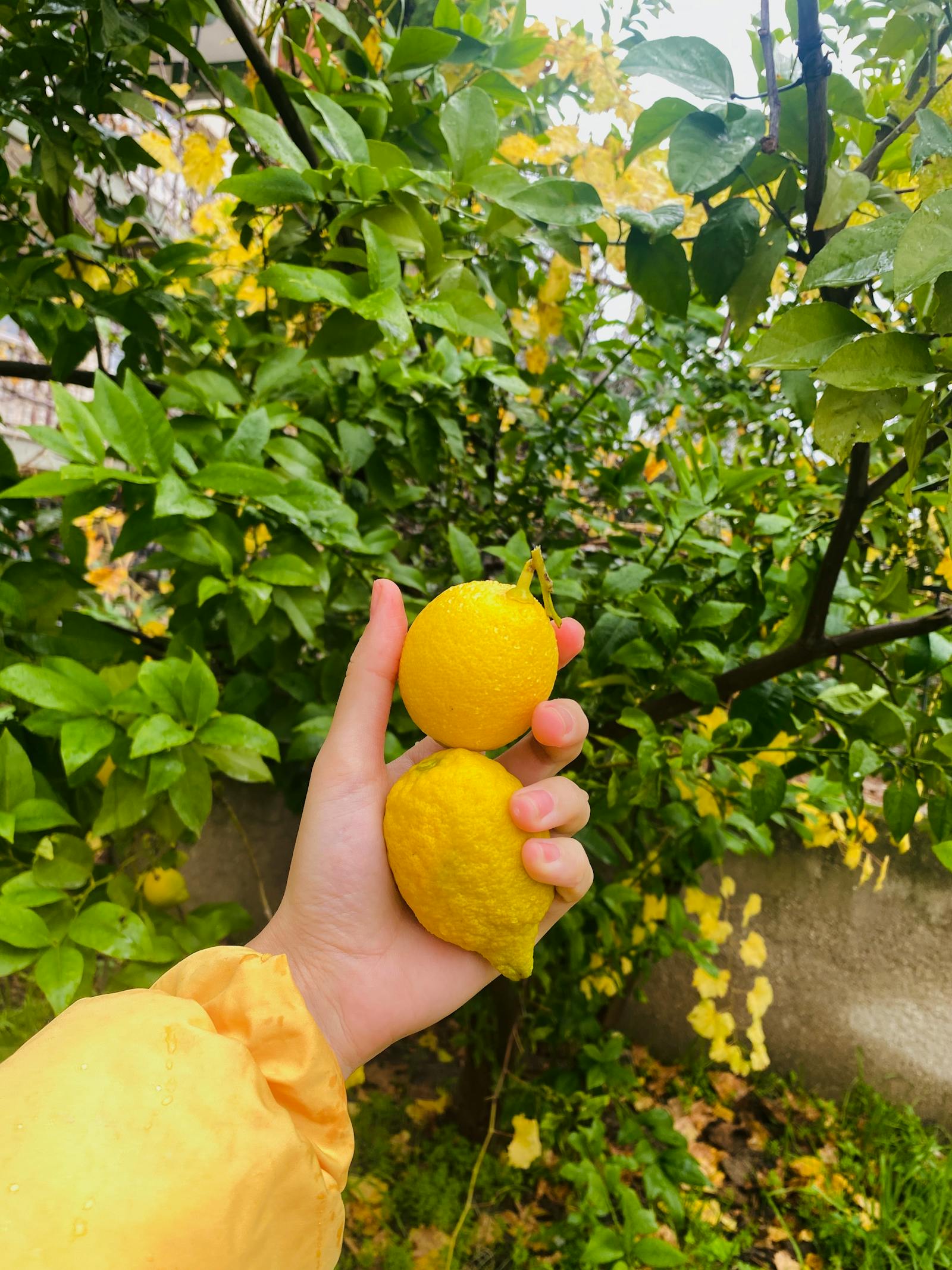 Lemon Tree Photos, Download The BEST Free Lemon Tree Stock Photos & HD ...