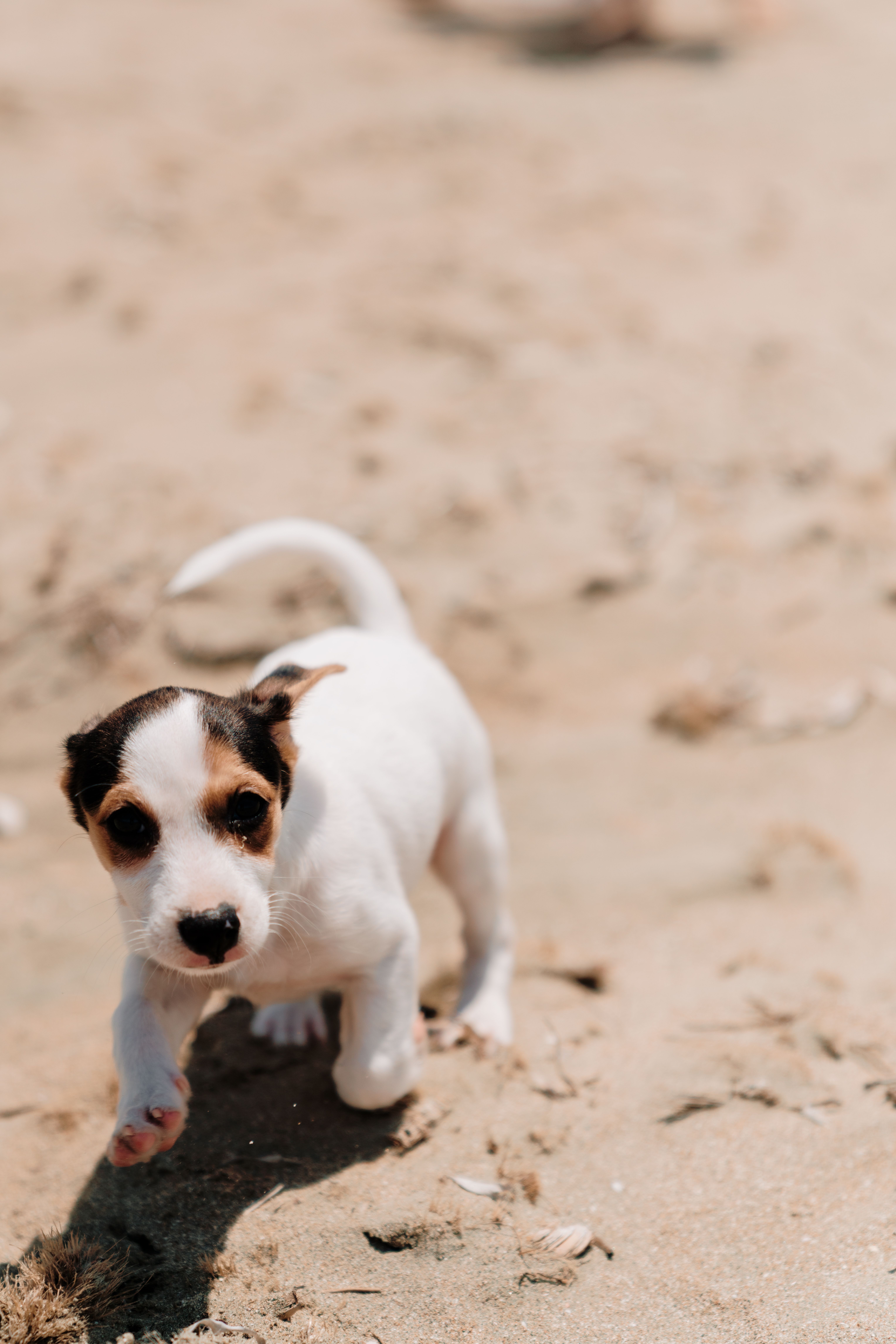 Adorable Puppy on Sandy Beach Captured Outdoors · Free Stock Photo