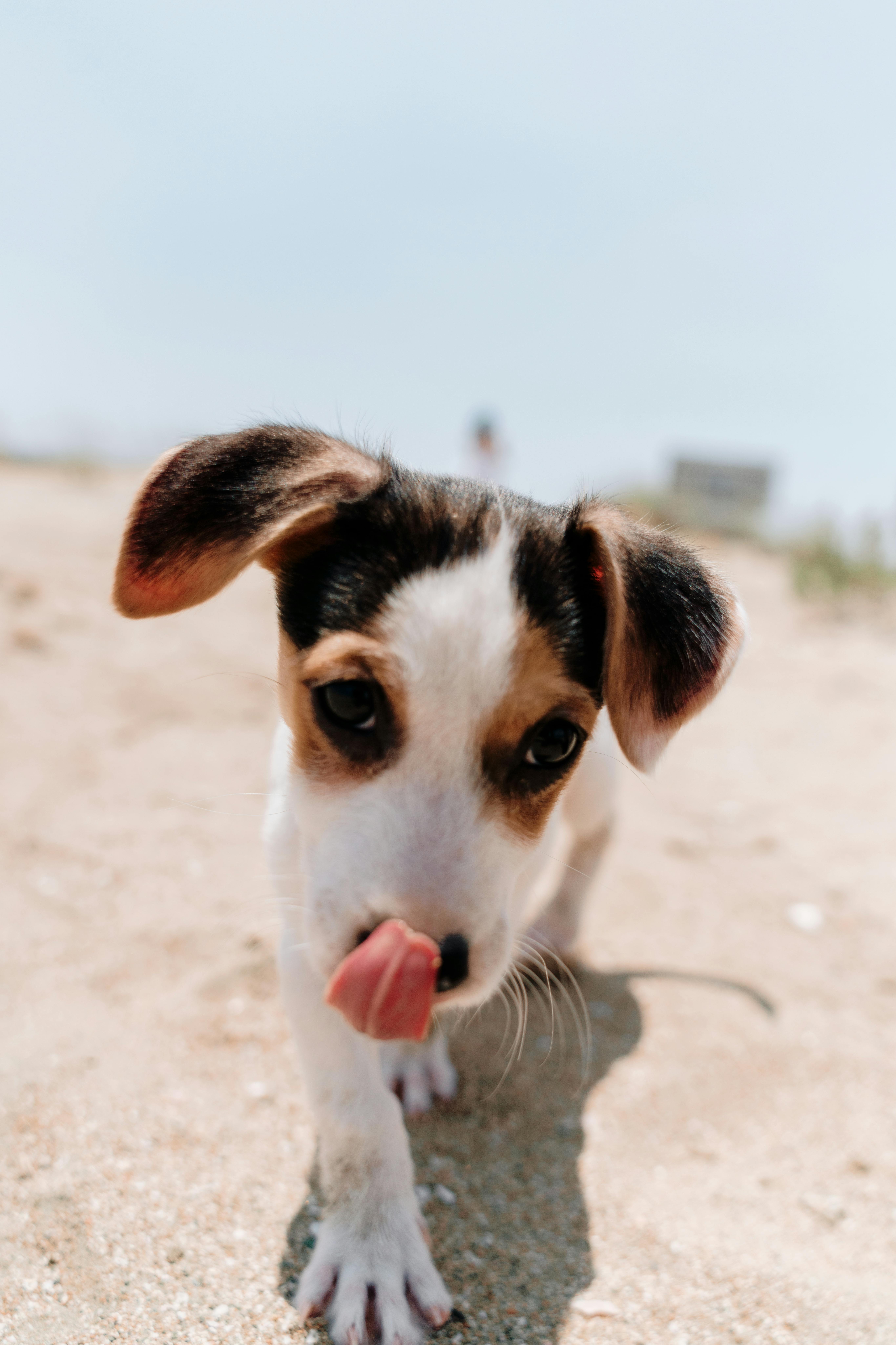 Dog Licks A Fanny Photos, Download The BEST Free Dog Licks A Fanny ...