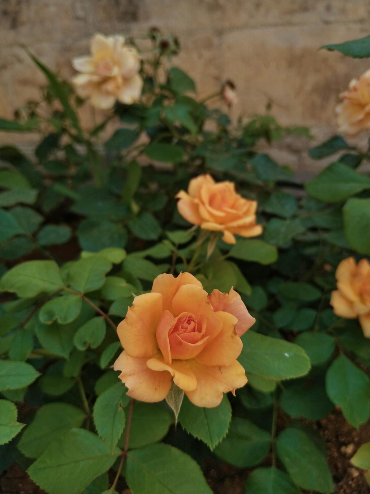 Rose Flower In Jpg Photos, Download The BEST Free Rose Flower In Jpg ...