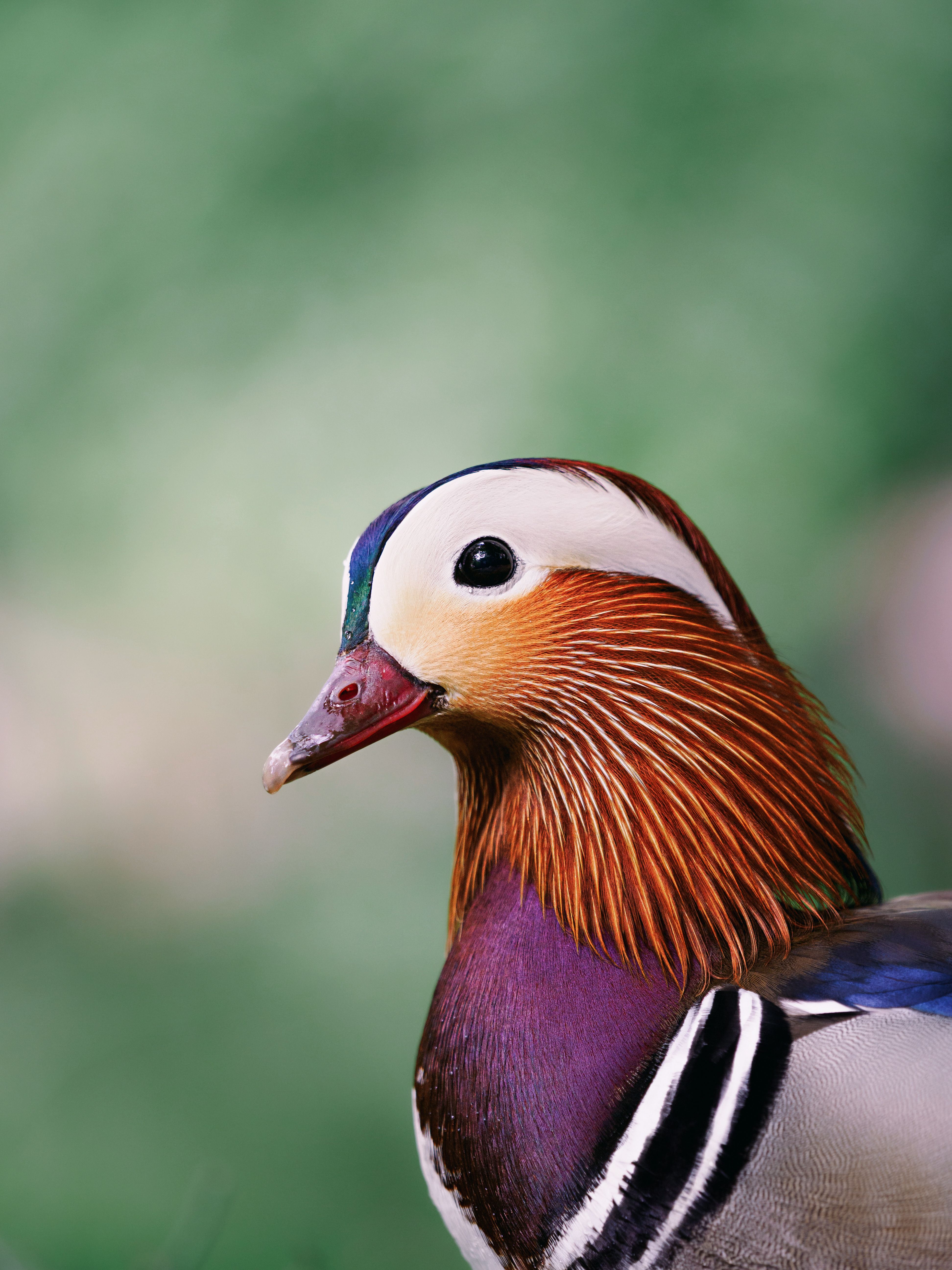 Duck Profile Photos, Download The BEST Free Duck Profile Stock Photos ...