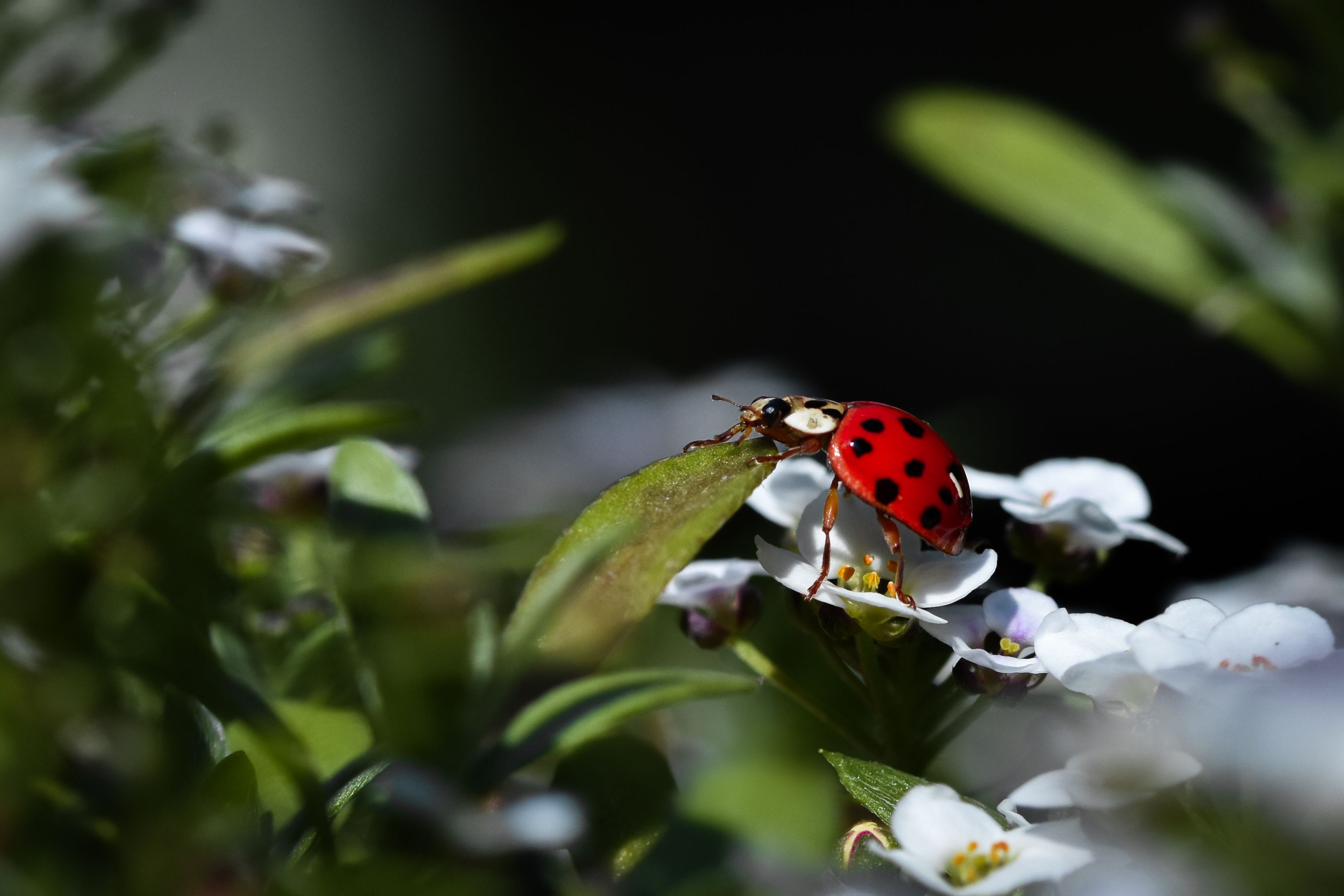 Macro Shot of Red Ladybird on White Flowers · Free Stock Photo