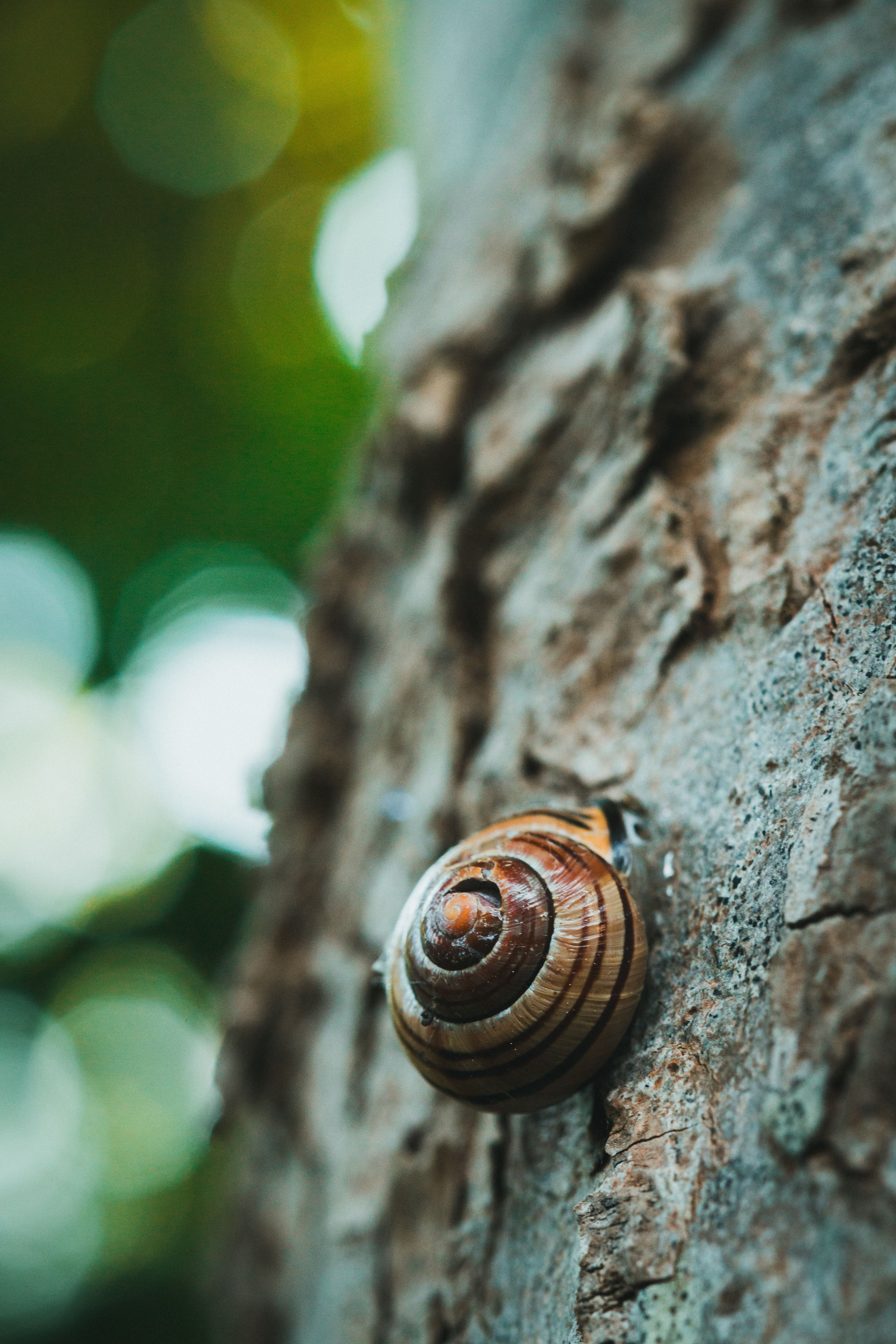 Close-Up of Snail on Tree Bark in Forest · Free Stock Photo