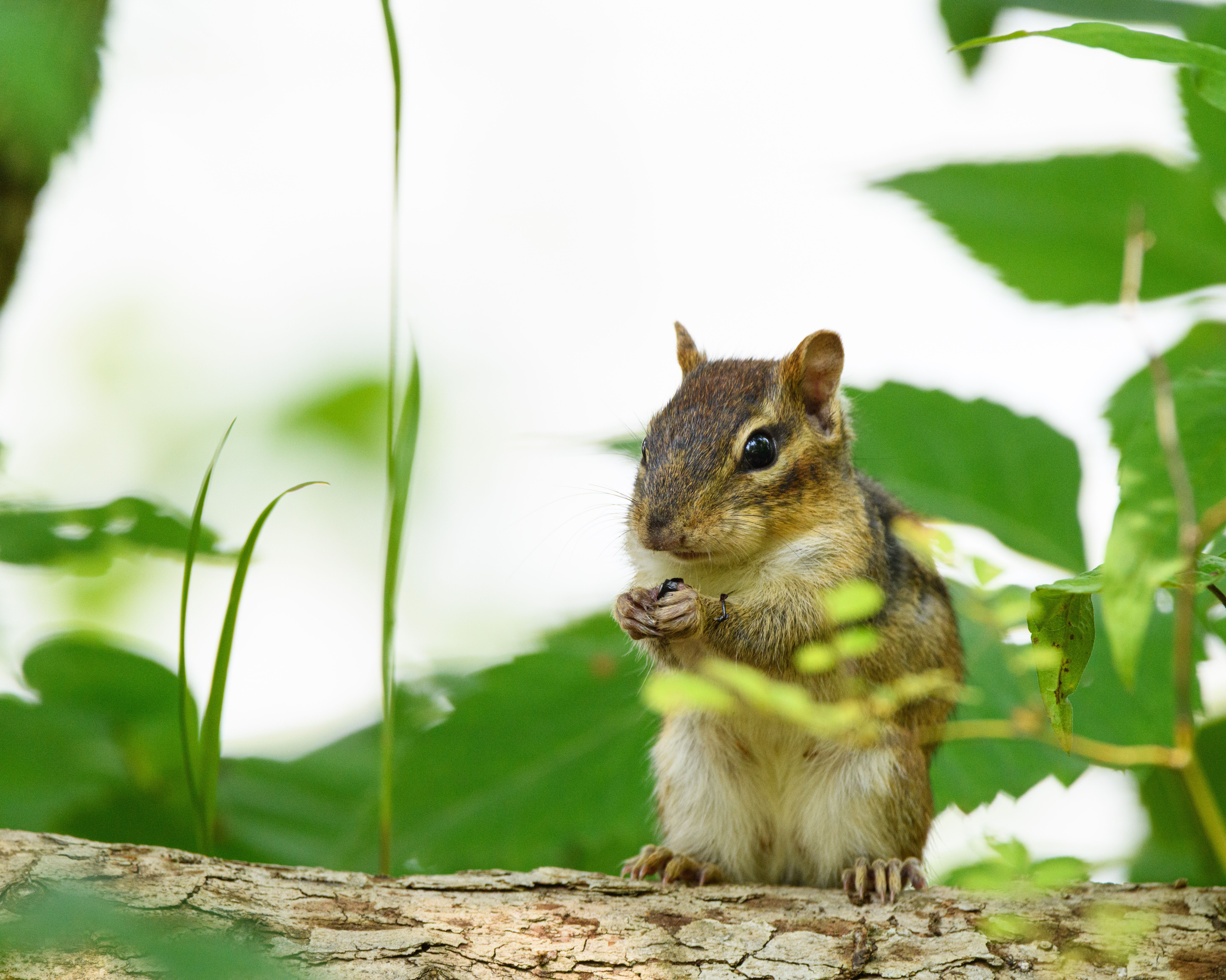 Adorable Chipmunk Eating on Forest Log · Free Stock Photo