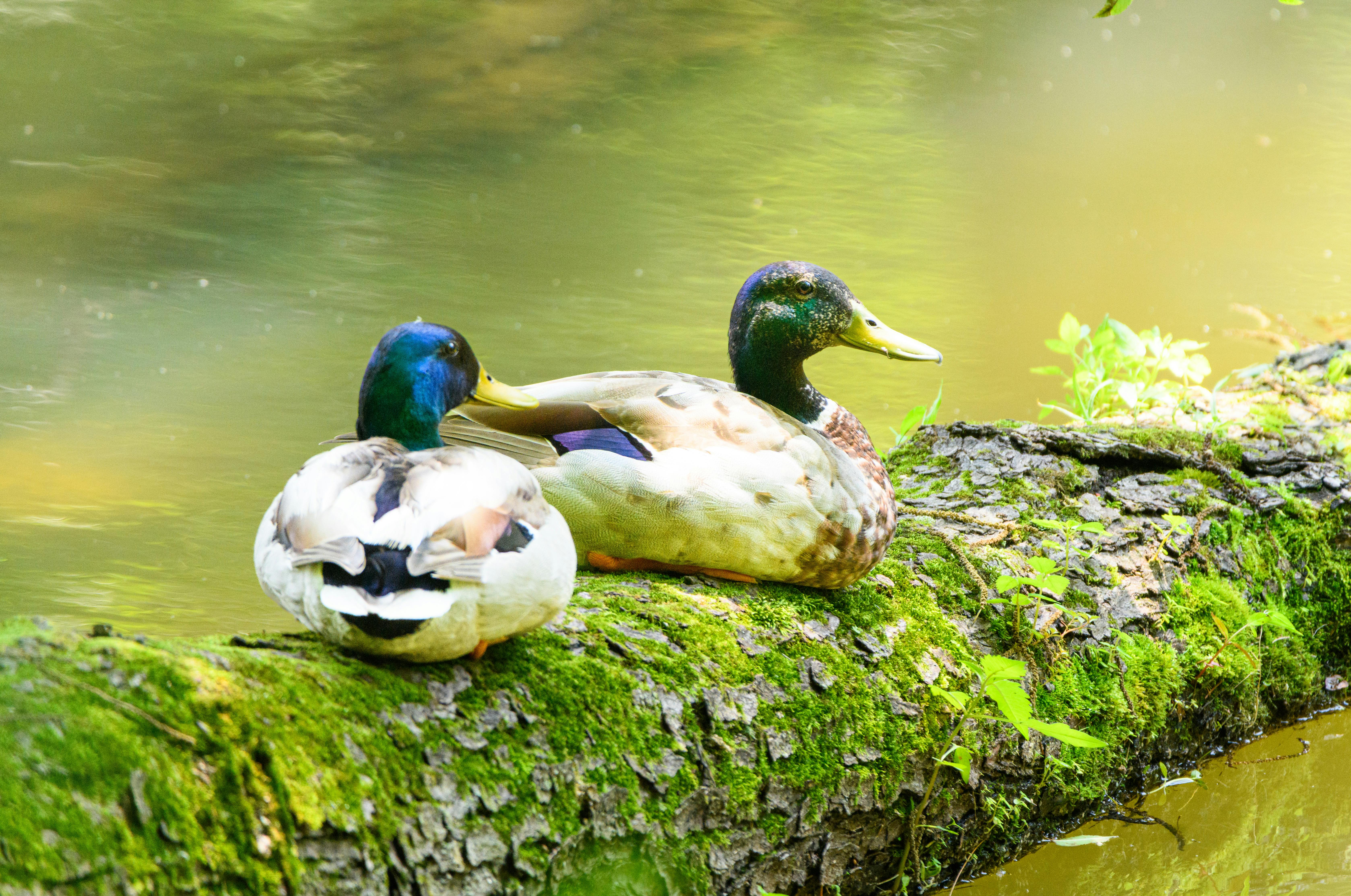 Two Mallard Ducks Resting on Mossy Log by Water · Free Stock Photo