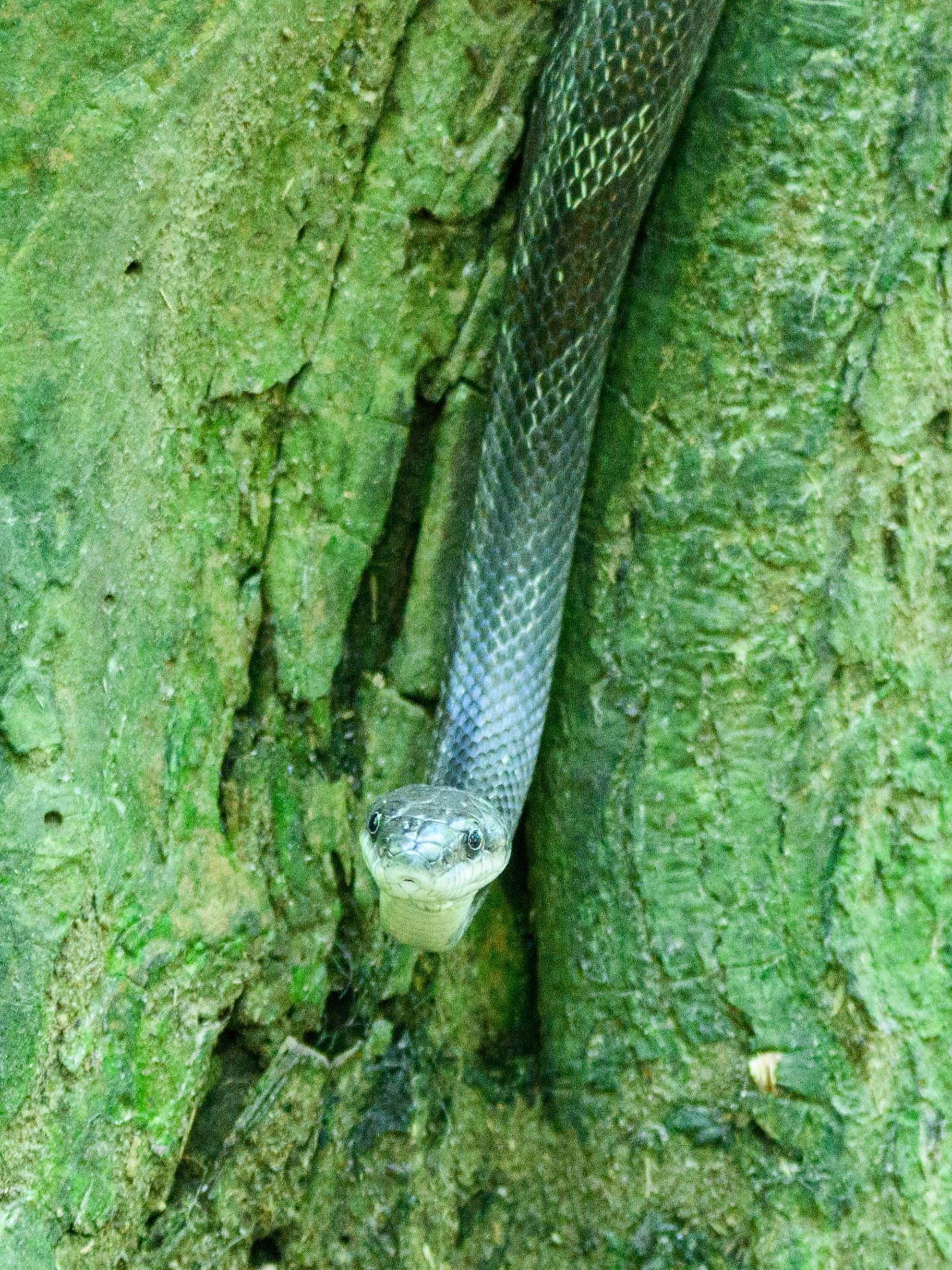 Black Rat Snake on Tree Trunk · Free Stock Photo