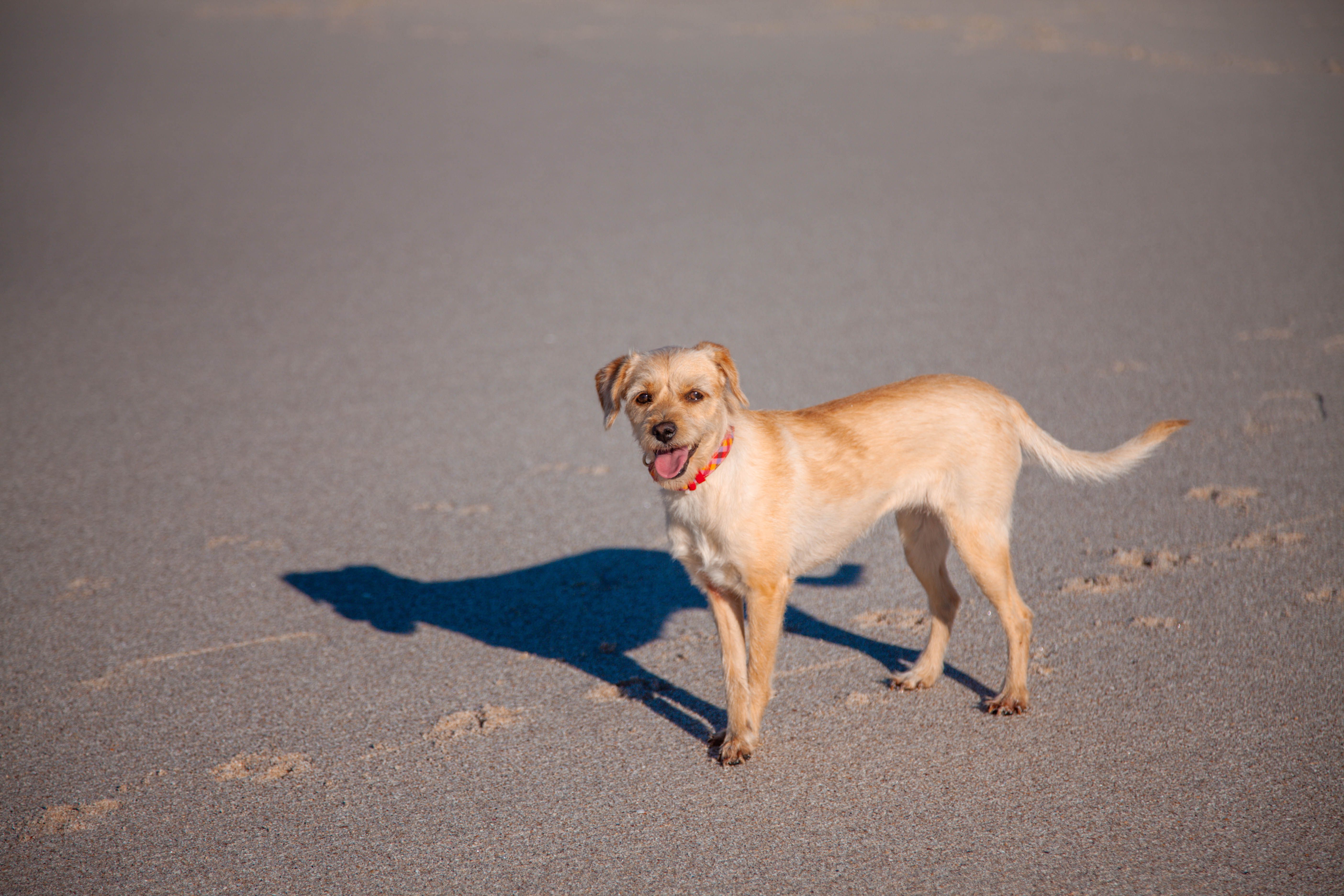Cachorro Feliz Na Praia De Puerto Vallarta · Foto profissional gratuita